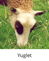 Colours & Markings | The Breed | Shetland Sheep Society