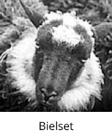 Colours & Markings | The Breed | Shetland Sheep Society