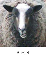 Colours & Markings | The Breed | Shetland Sheep Society