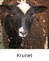 Colours & Markings | The Breed | Shetland Sheep Society