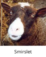 Colours & Markings | The Breed | Shetland Sheep Society