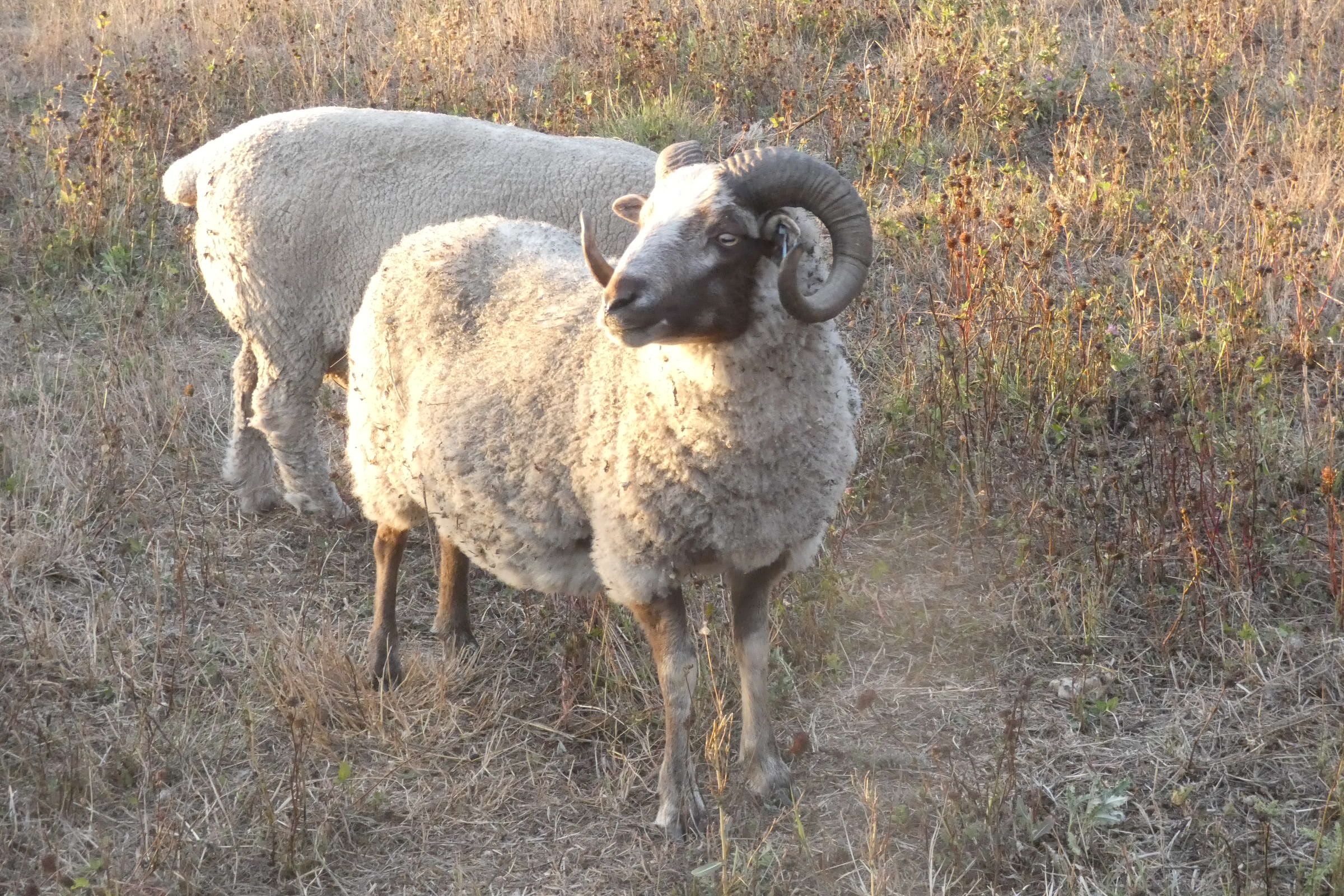 Approved ram and pedigree shearling rams | Shetland Sheep Society
