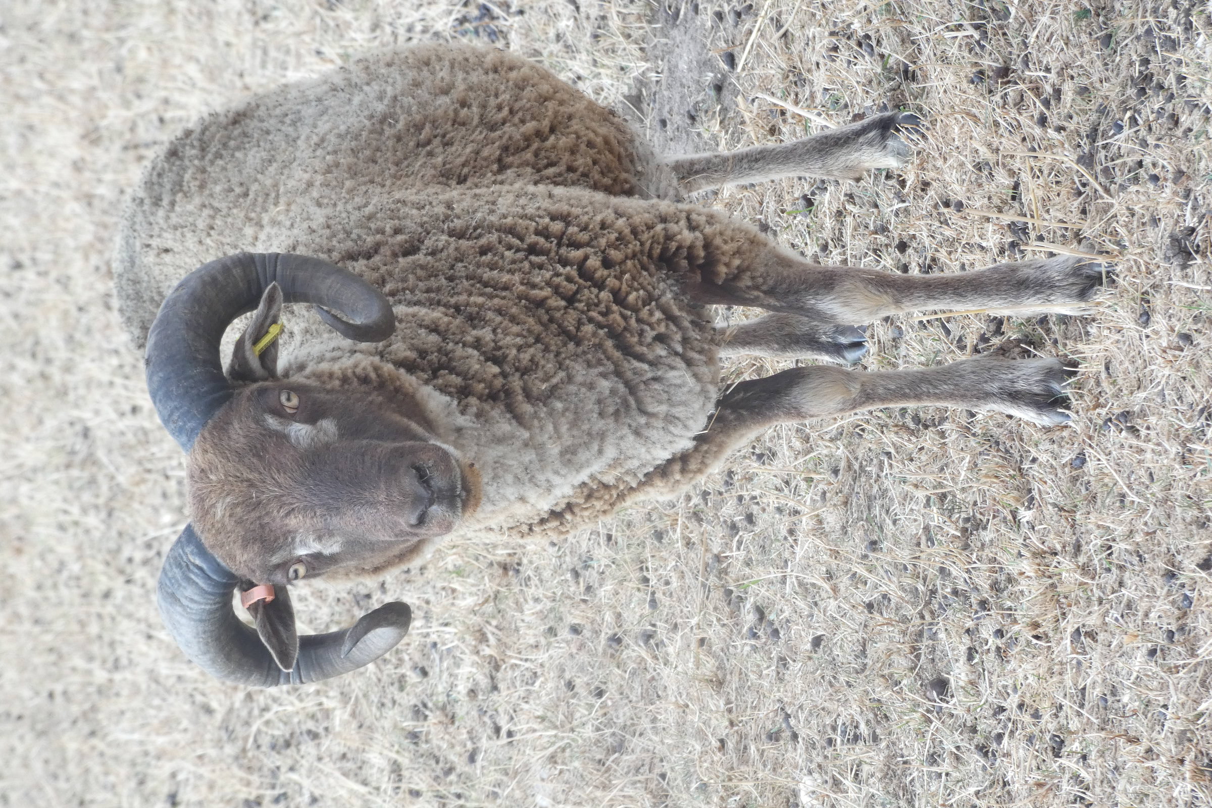 Approved ram and pedigree shearling rams | Shetland Sheep Society
