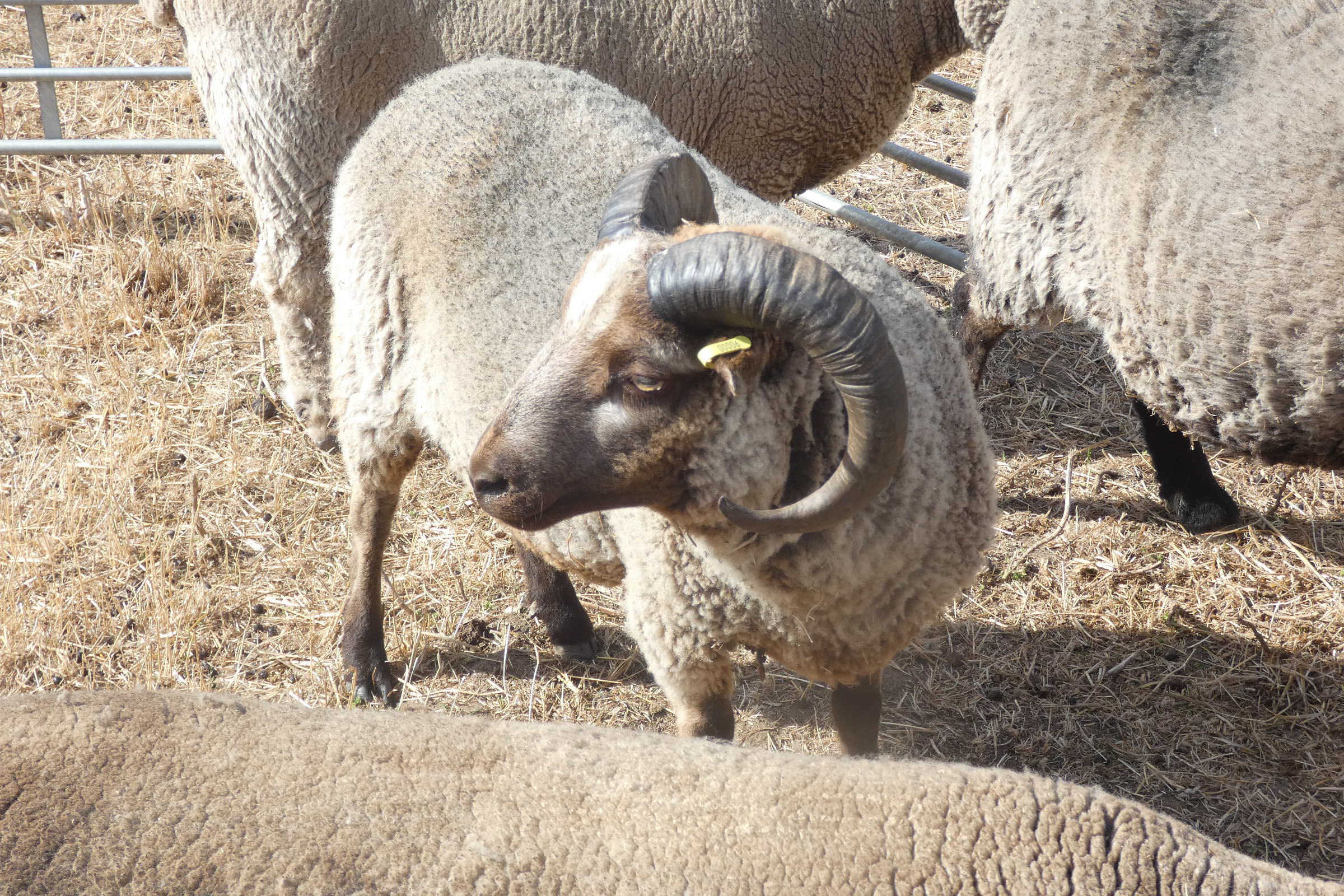 Approved ram and pedigree shearling rams | Shetland Sheep Society