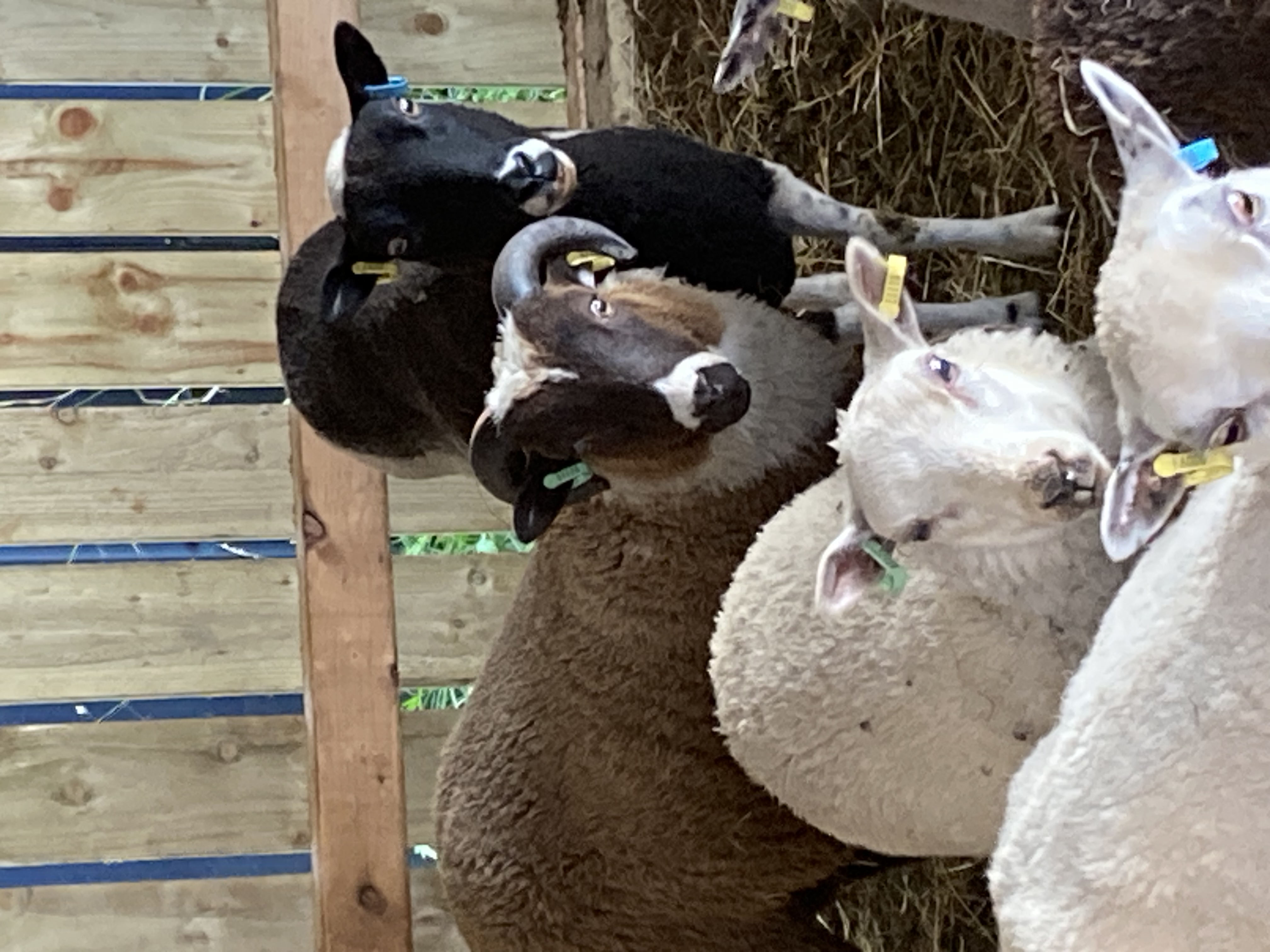 Ram lamb for sale born April 2023 | Shetland Sheep Society