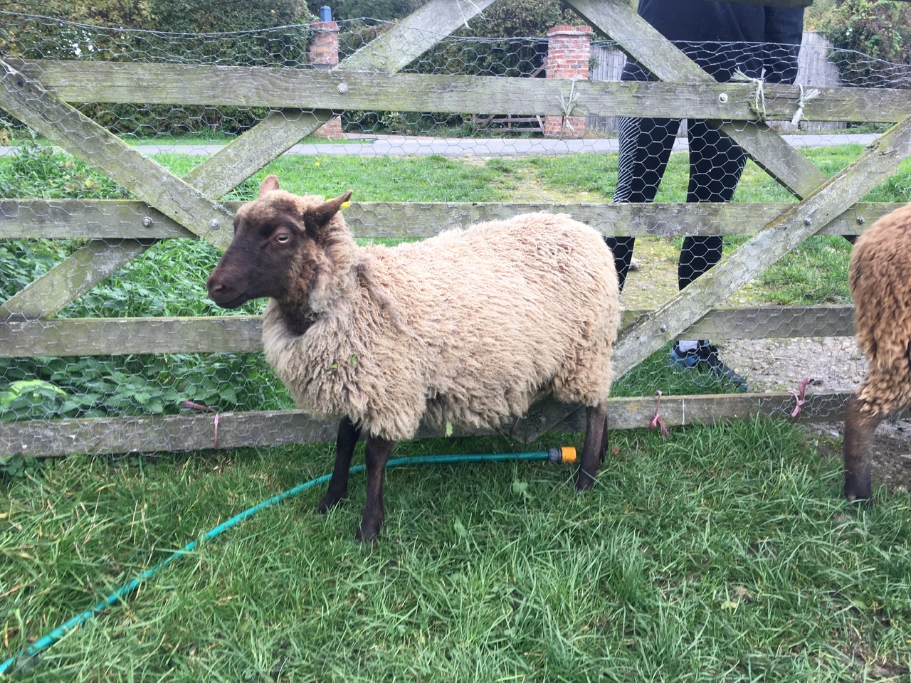6 ewe lambs born 2020 | Shetland Sheep Society