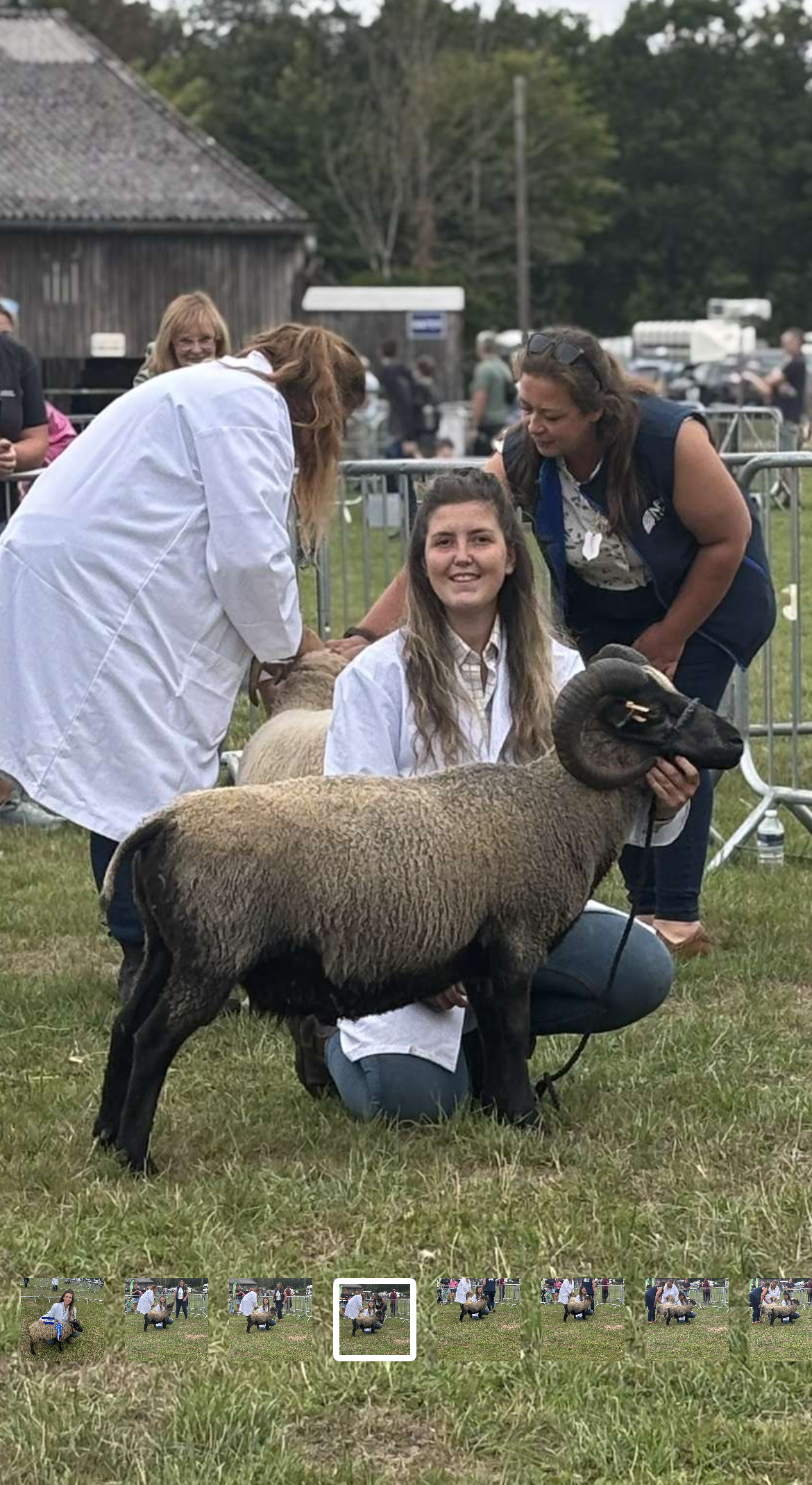 Proven ram for sale | Shetland Sheep Society