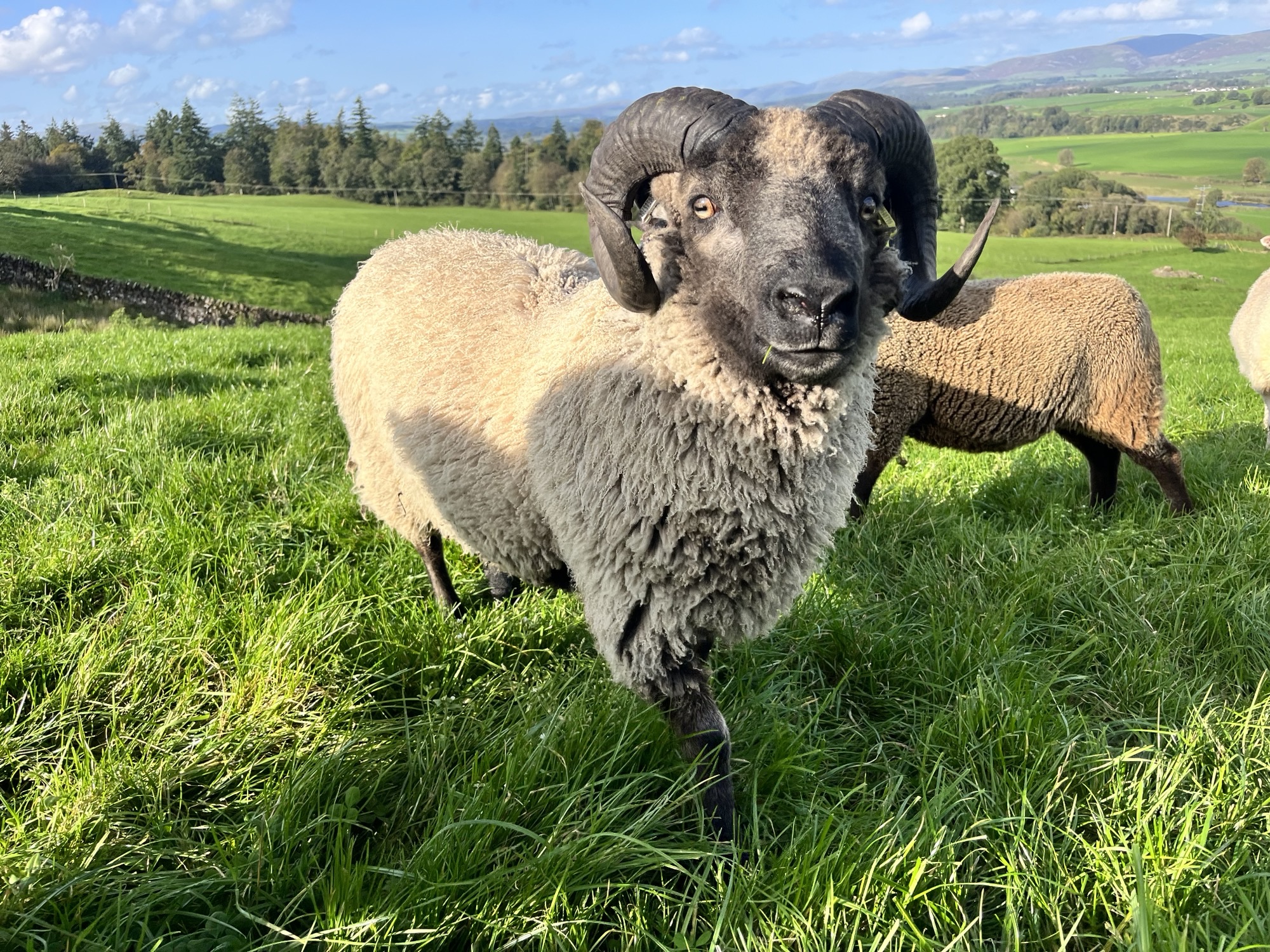 Shearling Ram for sale - Newhall Melrose (079259) | Shetland Sheep Society