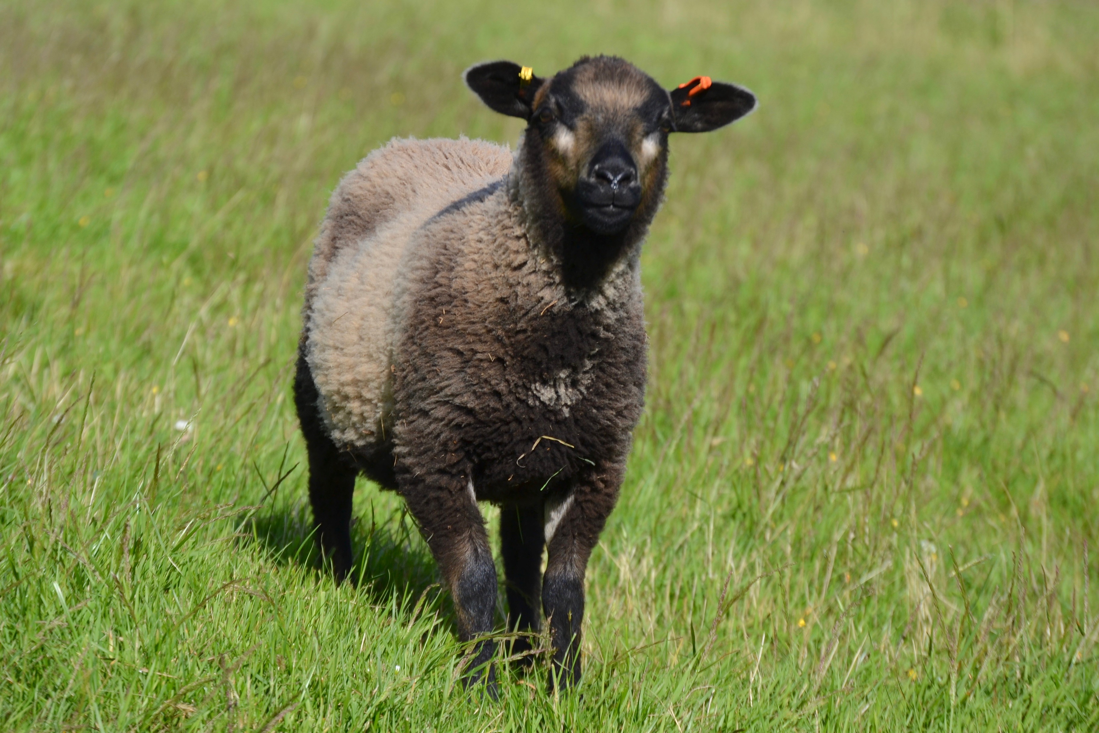 Hardicott Pedigree Shetlands, Shearling Ewes and Rams and Lambs for ...