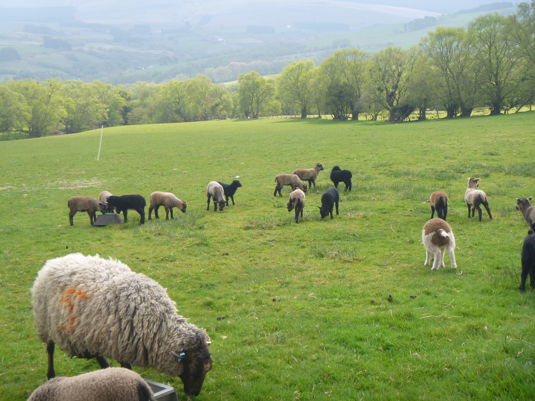 Sheep for sale | Shetland Sheep Society