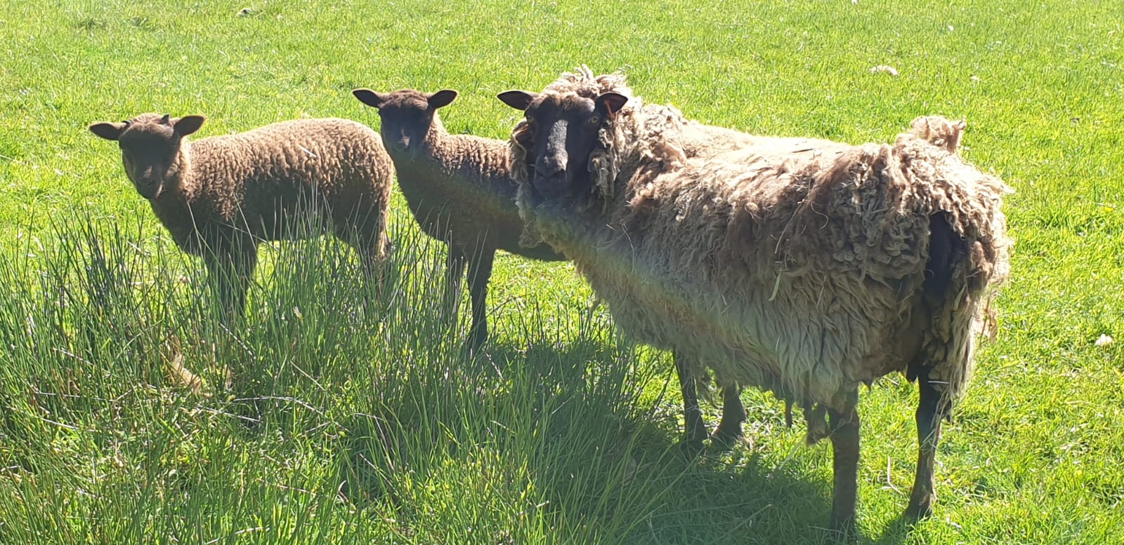Moorit shetland sheep | Shetland Sheep Society