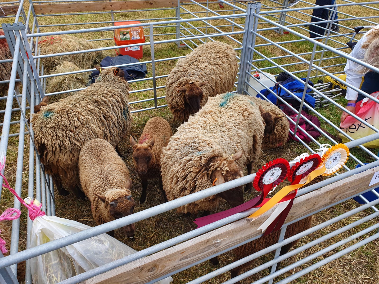 Moorit shetland sheep | Shetland Sheep Society