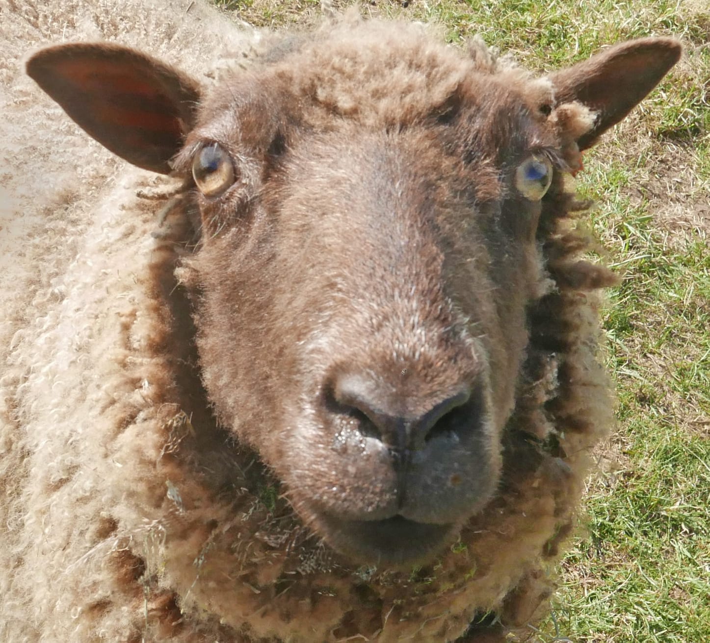 Moorit shetland sheep | Shetland Sheep Society