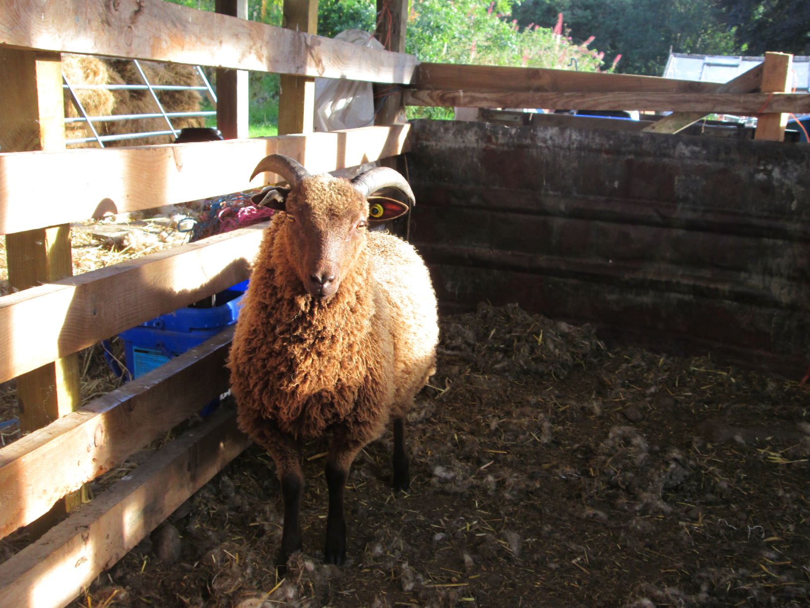 Tup Lamb for sale - Moorit | Shetland Sheep Society