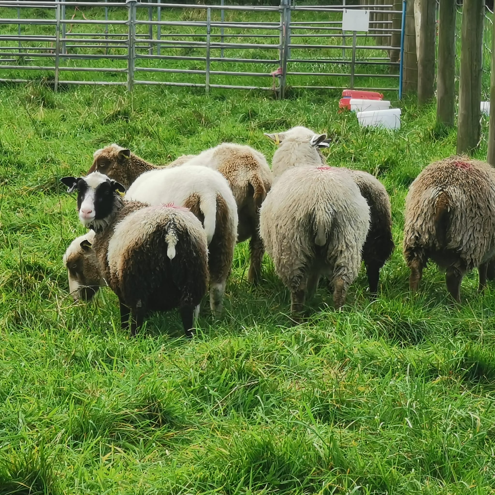 Starter flock available | Shetland Sheep Society