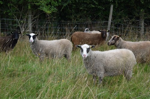 Small Flock for Sale | Shetland Sheep Society