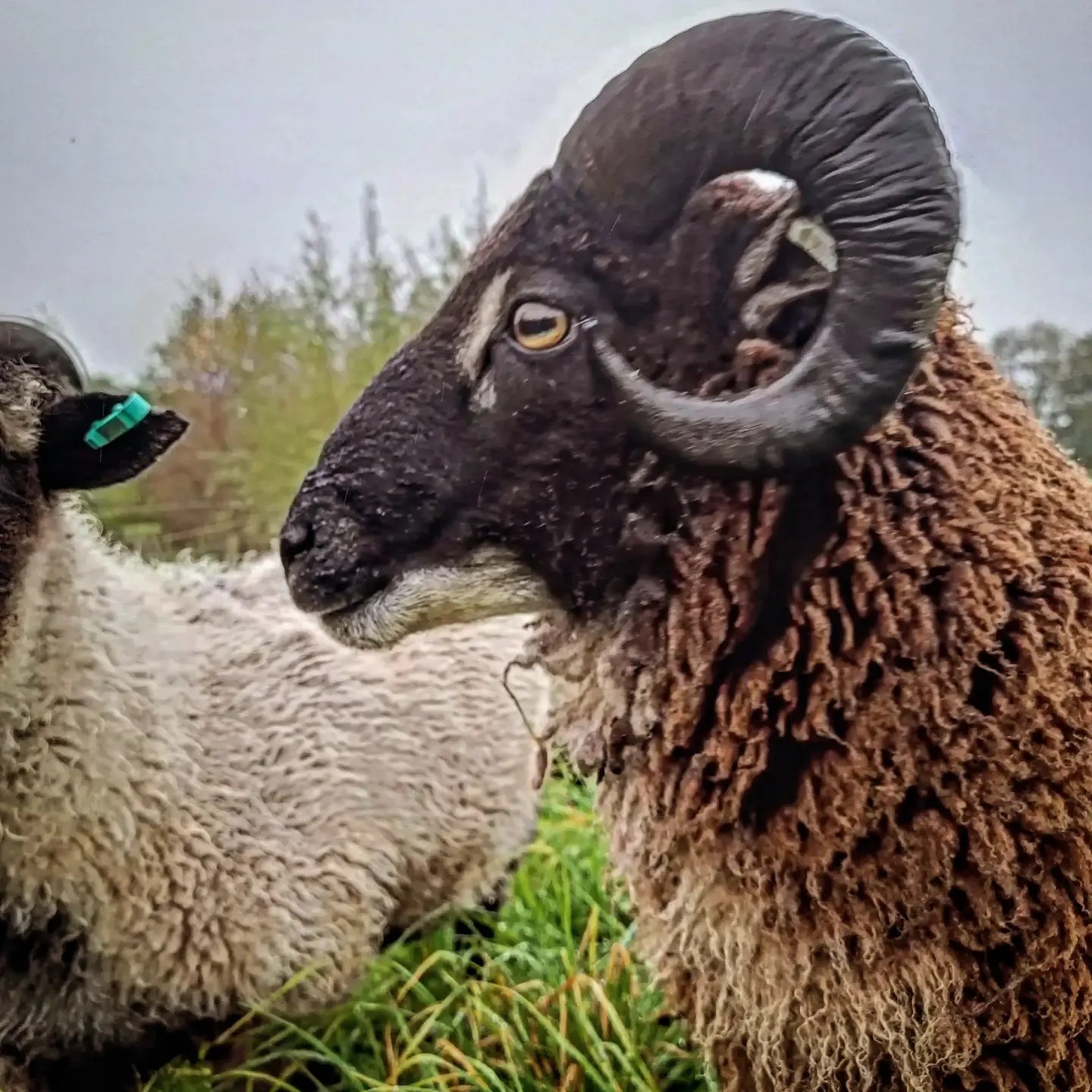 Proven Ram for Sale | Shetland Sheep Society