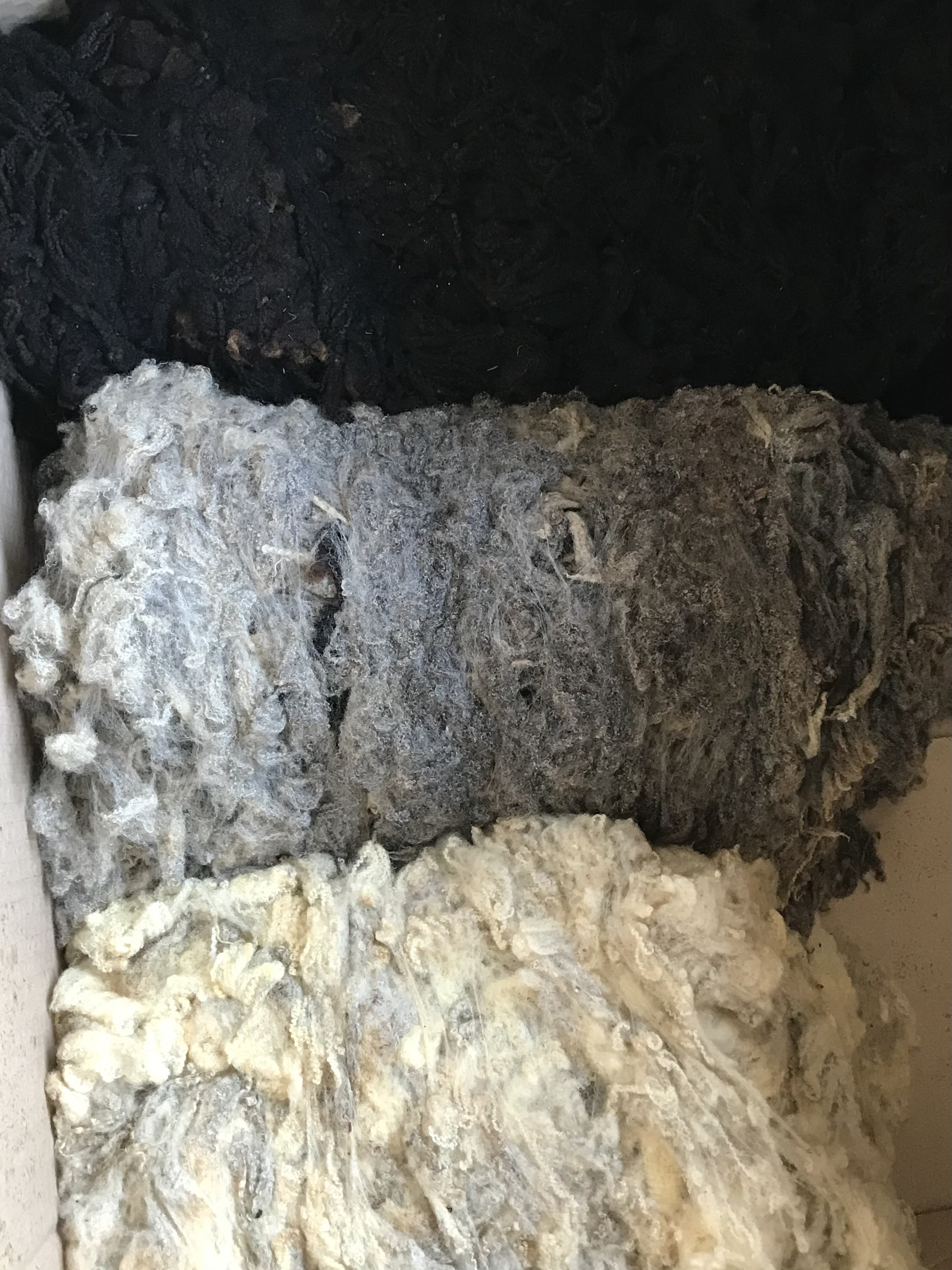 Finely Crimped Shetland Fleeces for sale | Shetland Sheep Society