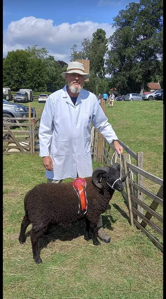 APPROVED RAM - WEST LILLING DUNCAN DUBH | Shetland Sheep Society