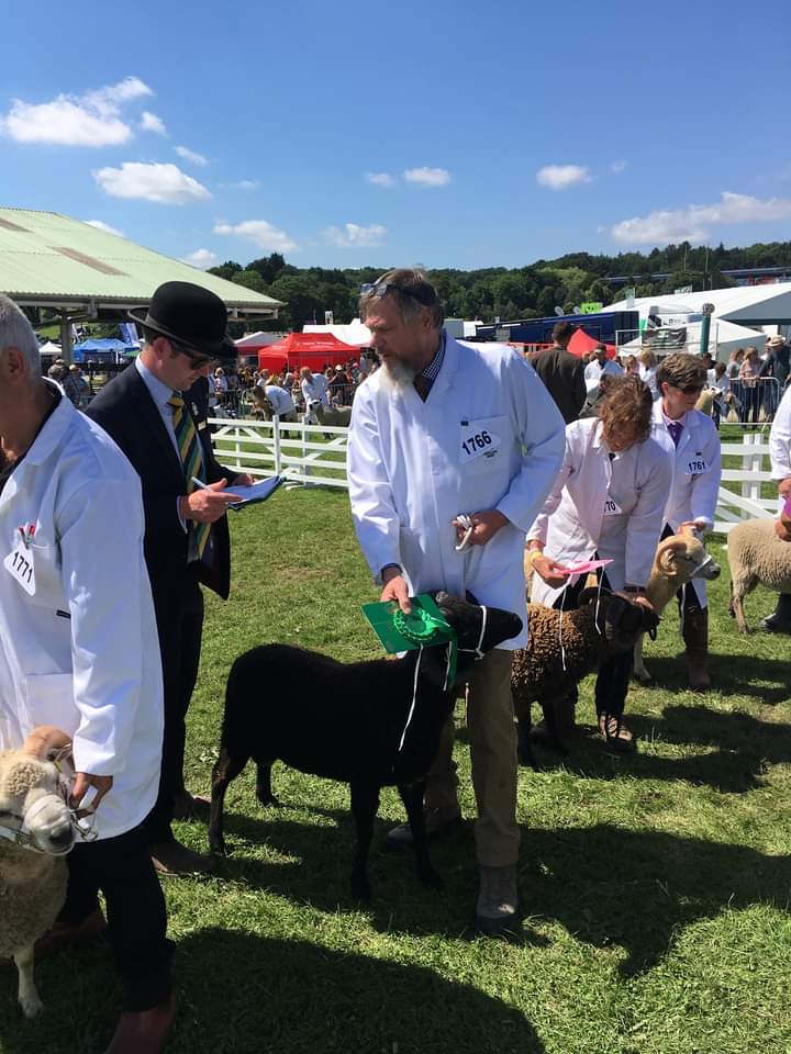 APPROVED RAM - WEST LILLING DUNCAN DUBH | Shetland Sheep Society