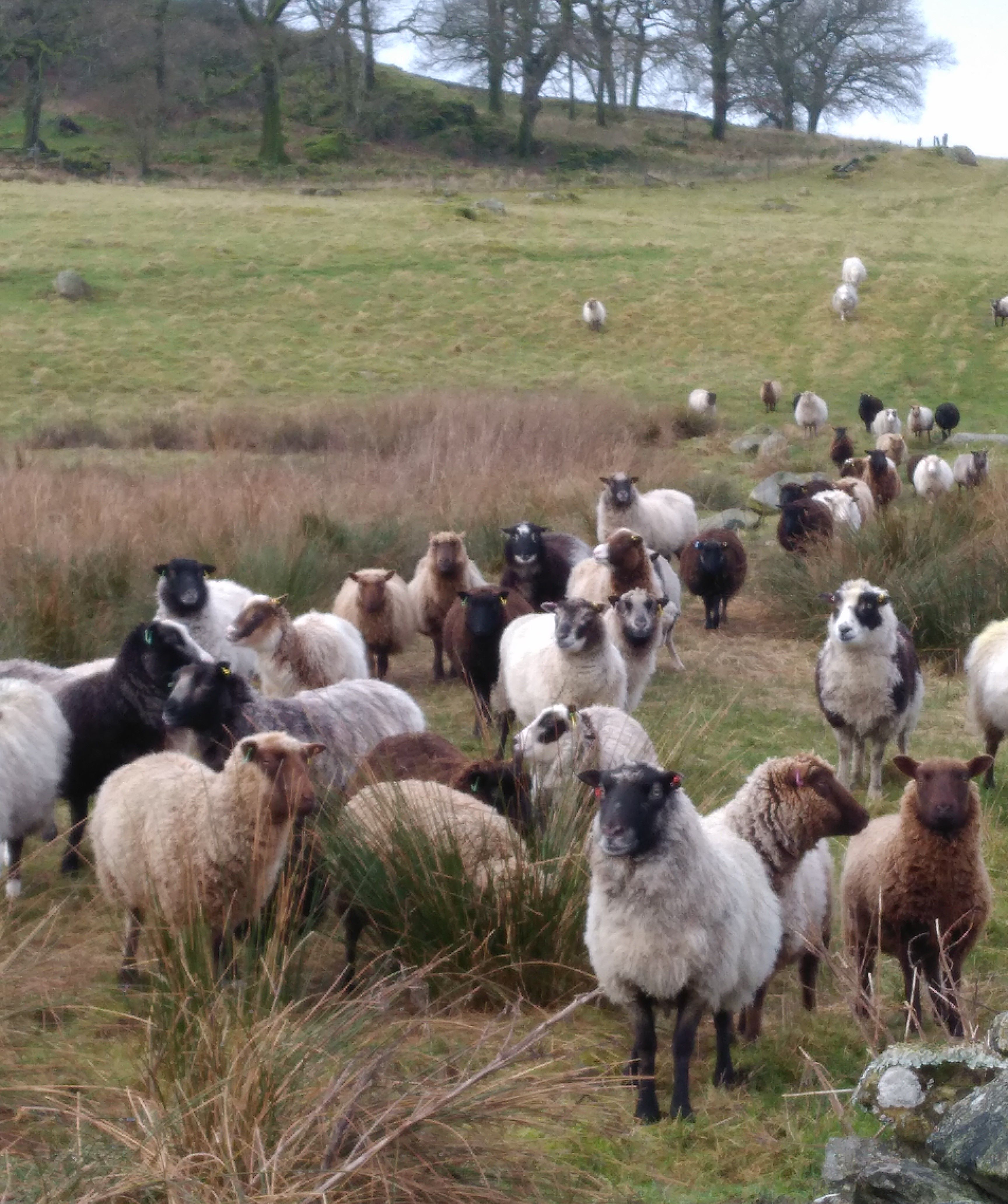 Smali Shetland Sheep - range of stock available | Shetland Sheep Society