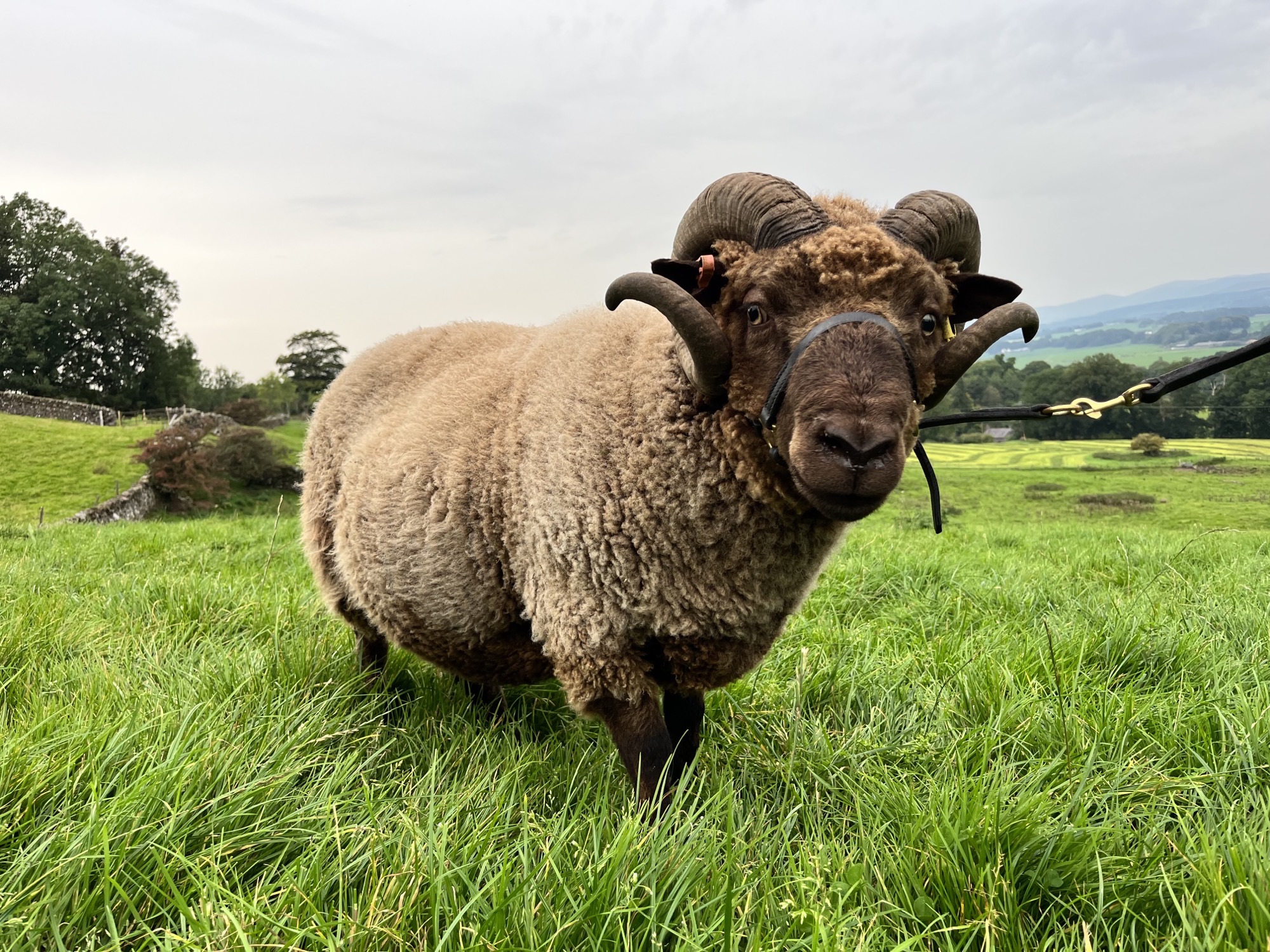 Tup for sale - Muncaster Kiefer 075144 | Shetland Sheep Society