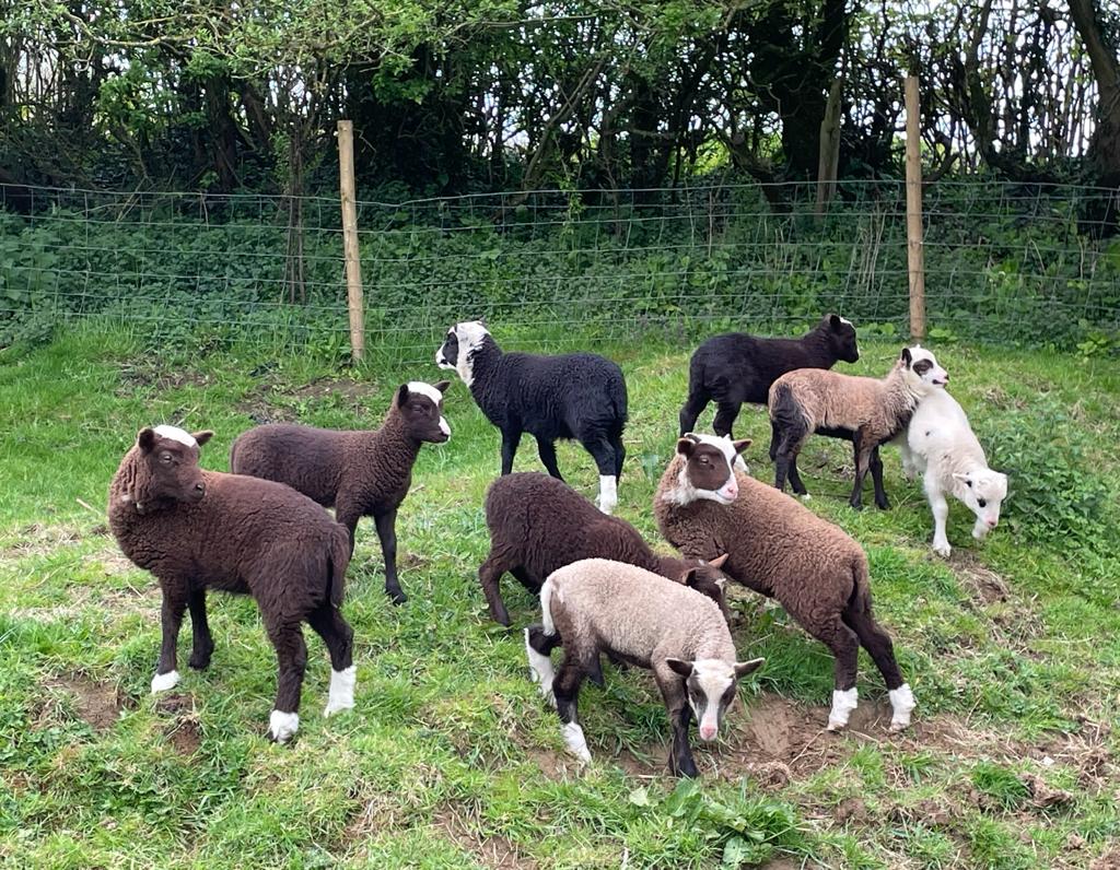 Lambs and ewes for sale | Shetland Sheep Society