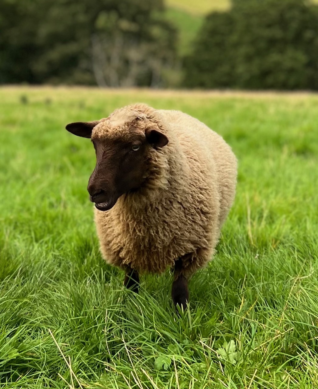 Lambs and ewes for sale | Shetland Sheep Society