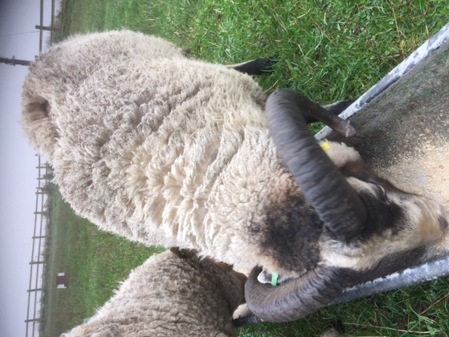 Shearling rams | Shetland Sheep Society