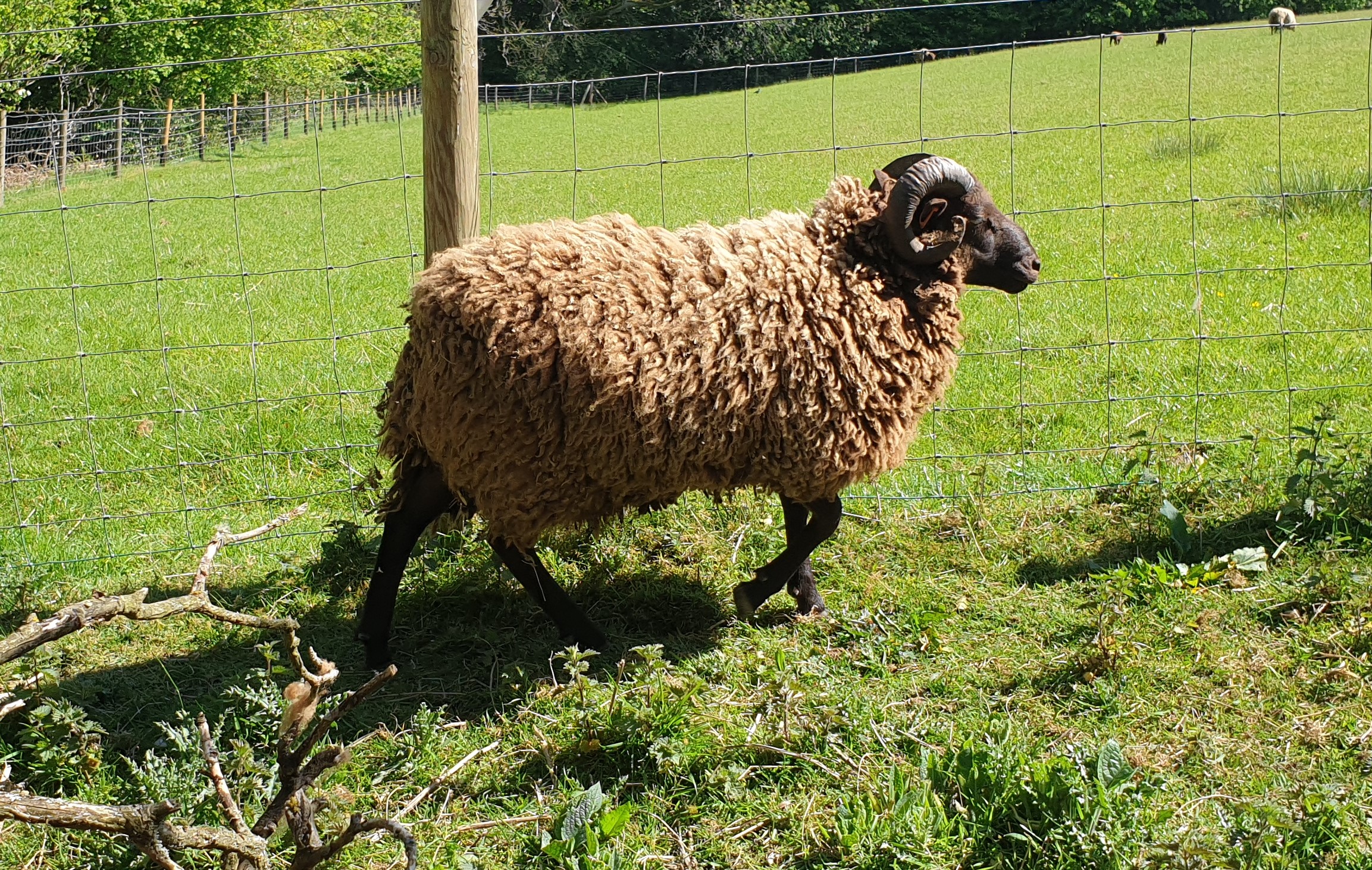 Shearling Rams for sale | Shetland Sheep Society