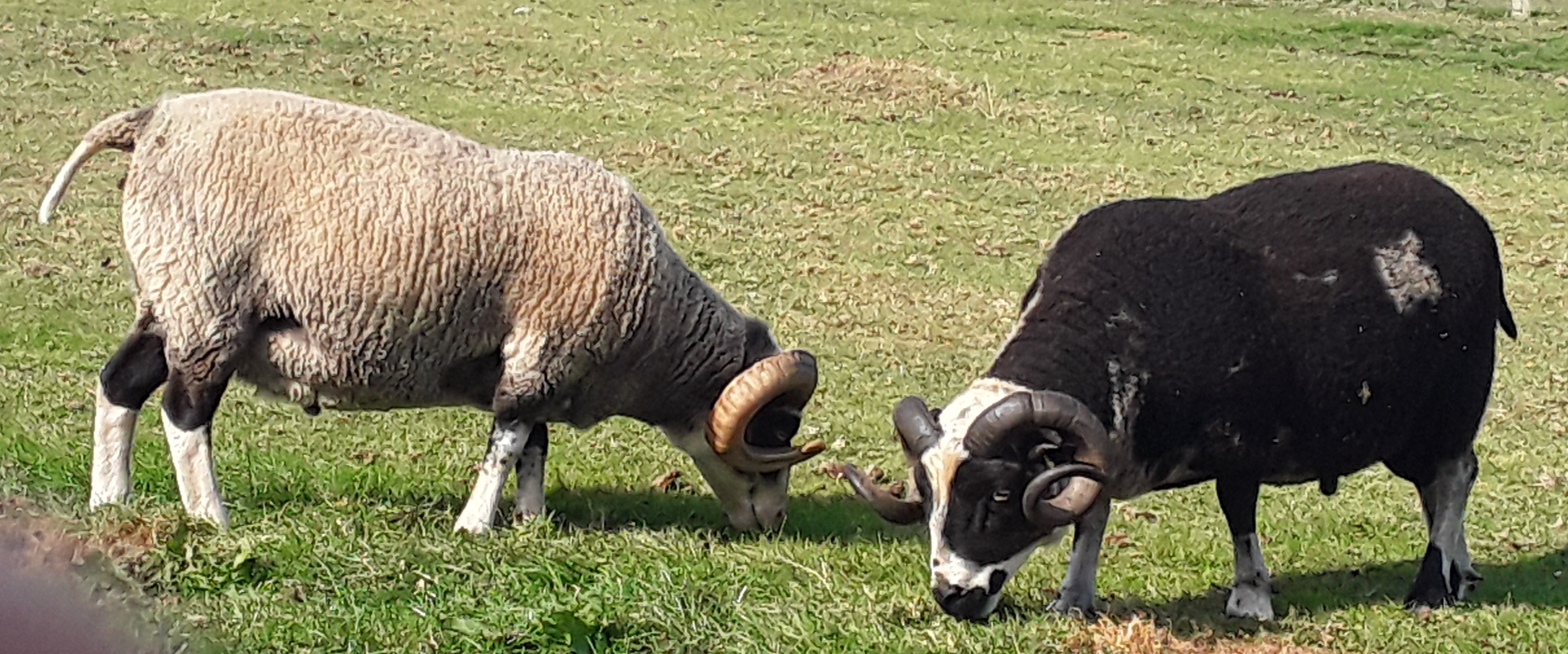Proven Rams & ram lambs for sale | Shetland Sheep Society