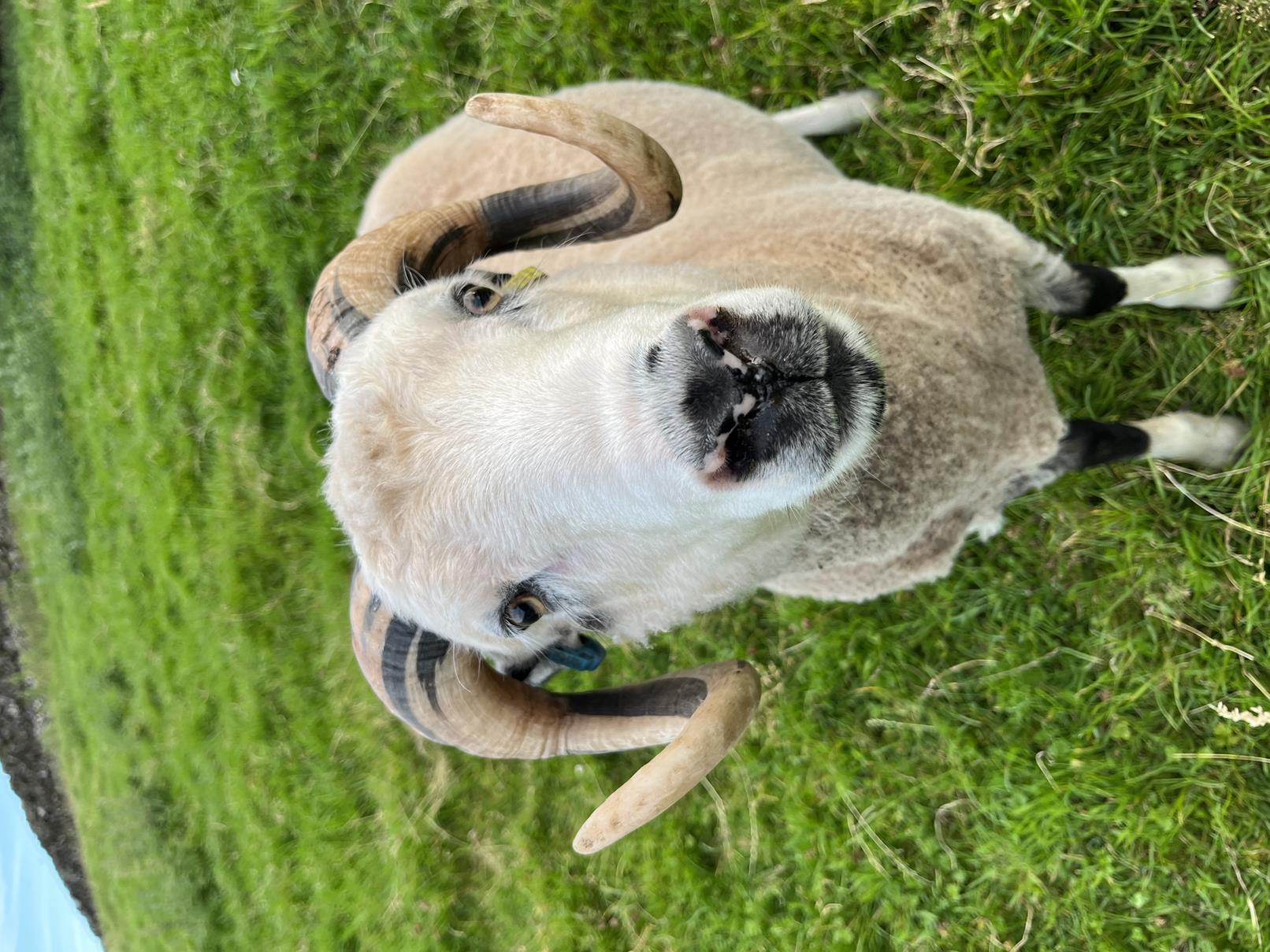 Shetland gimmers, ewes and shearling rams for sale | Shetland Sheep Society