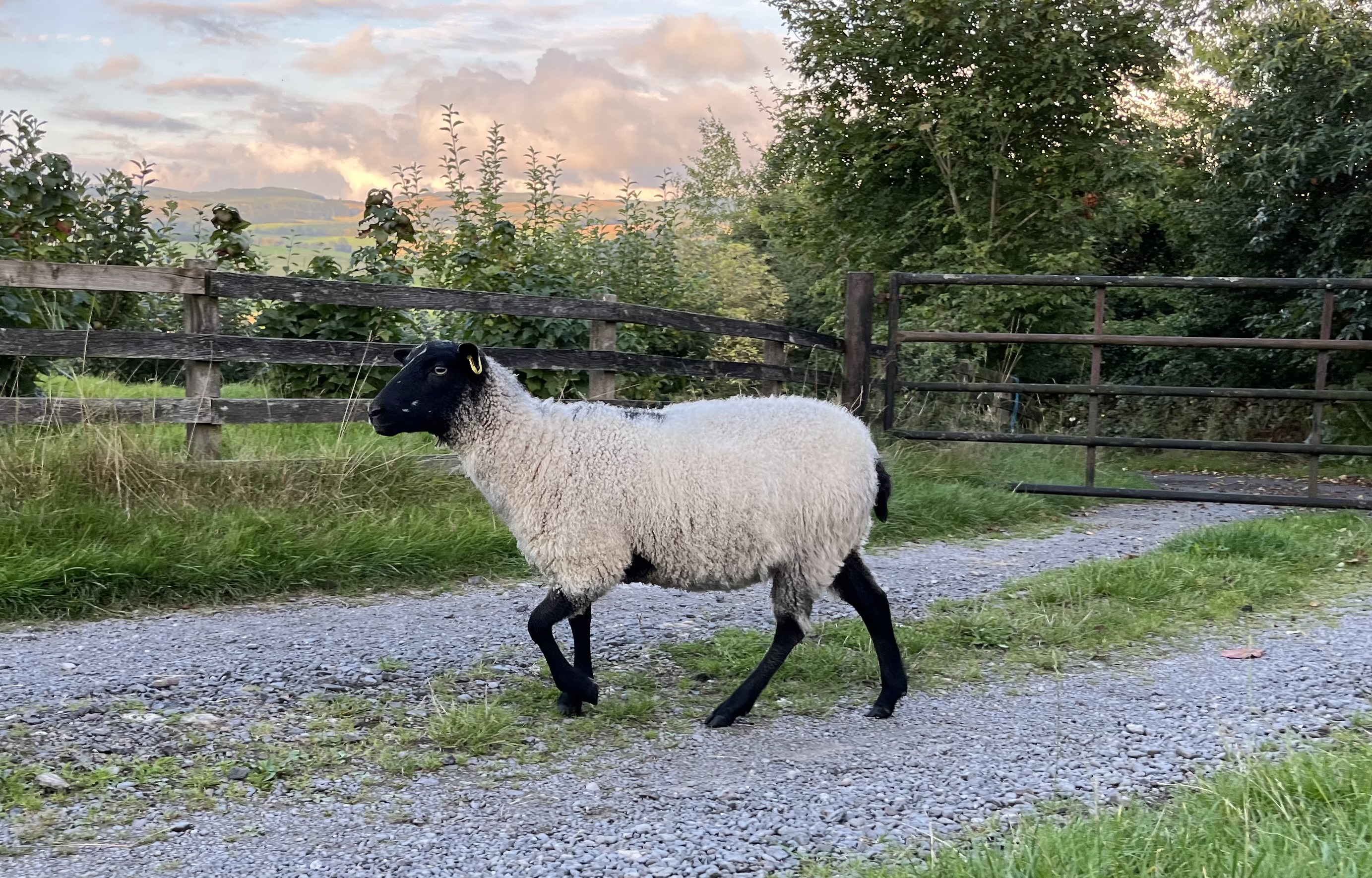 Shetland gimmers, ewes and shearling rams for sale | Shetland Sheep Society