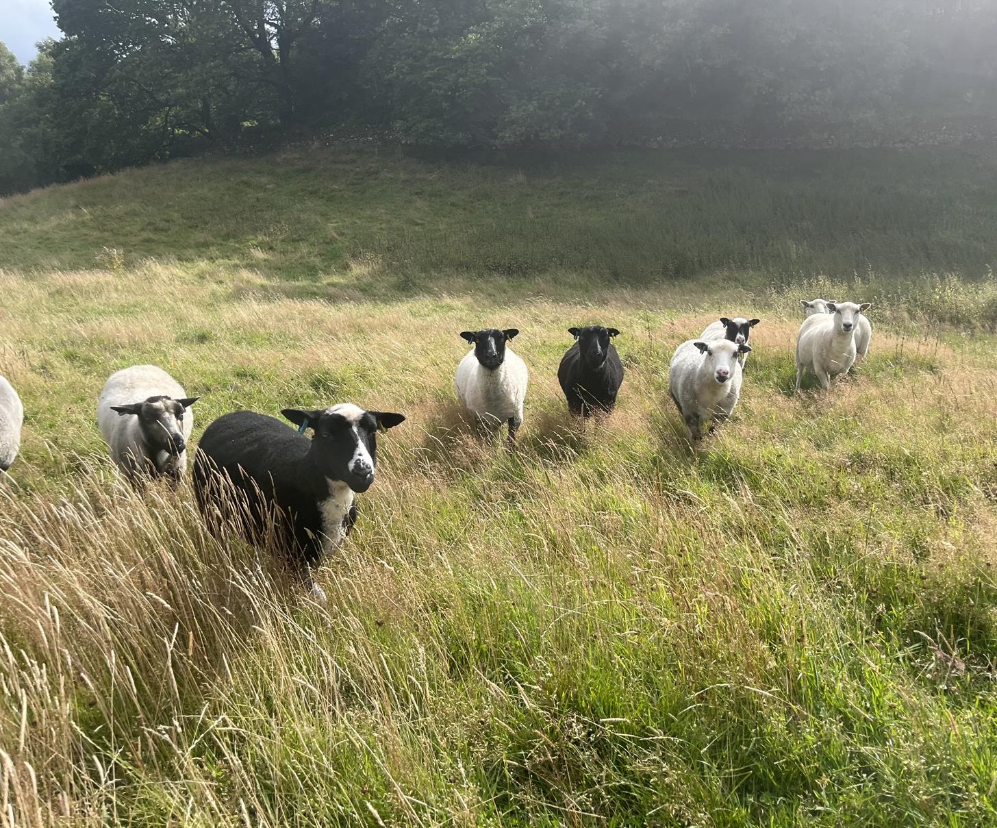 Shetland gimmers, ewes and shearling rams for sale | Shetland Sheep Society