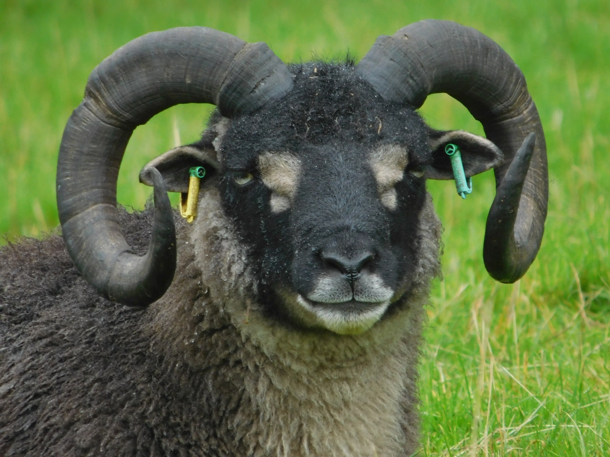 Powdermill Flock of Shetland Sheep | Shetland Sheep Society