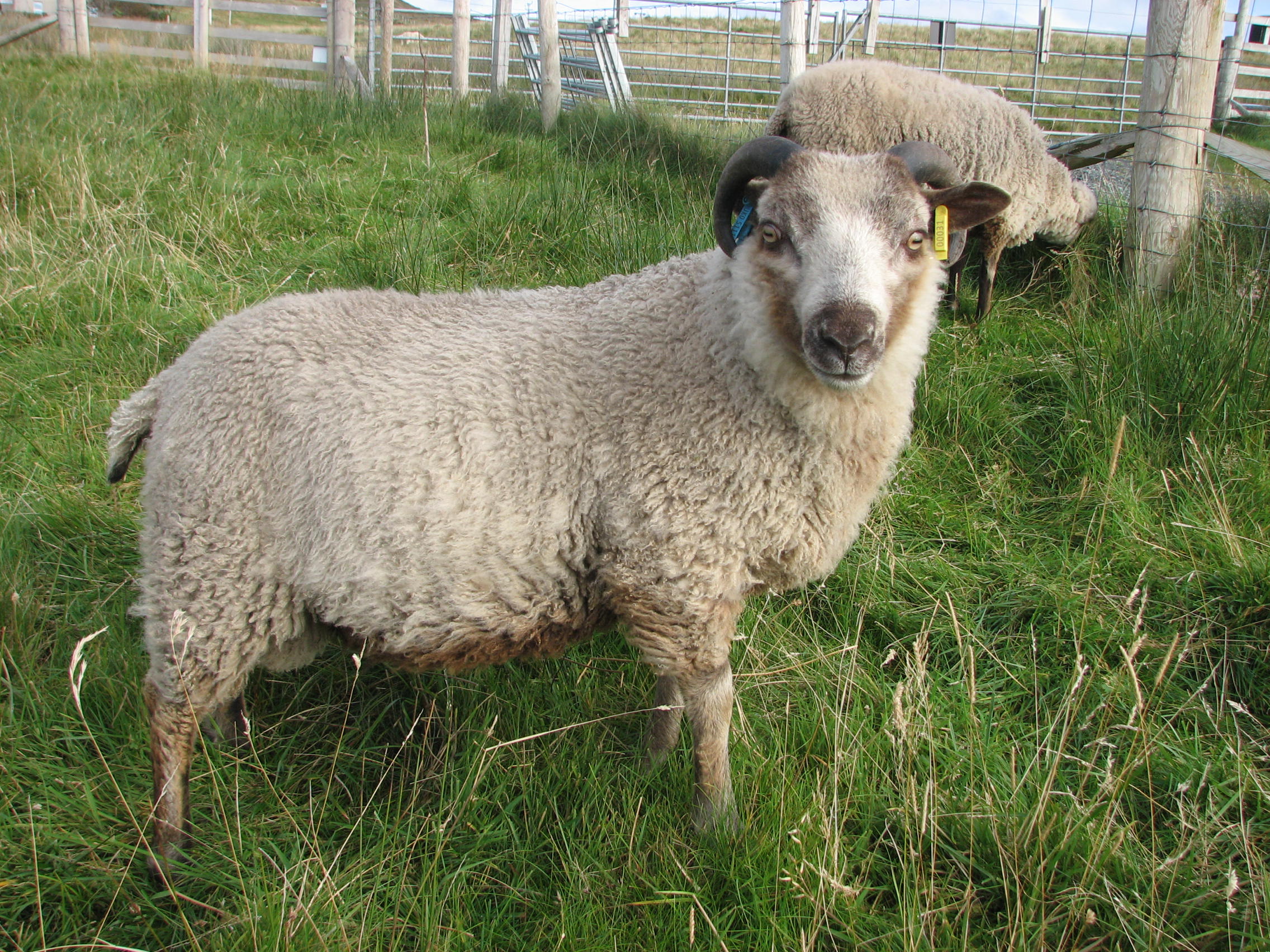 Two ram lambs for sale in the Highlands | Shetland Sheep Society