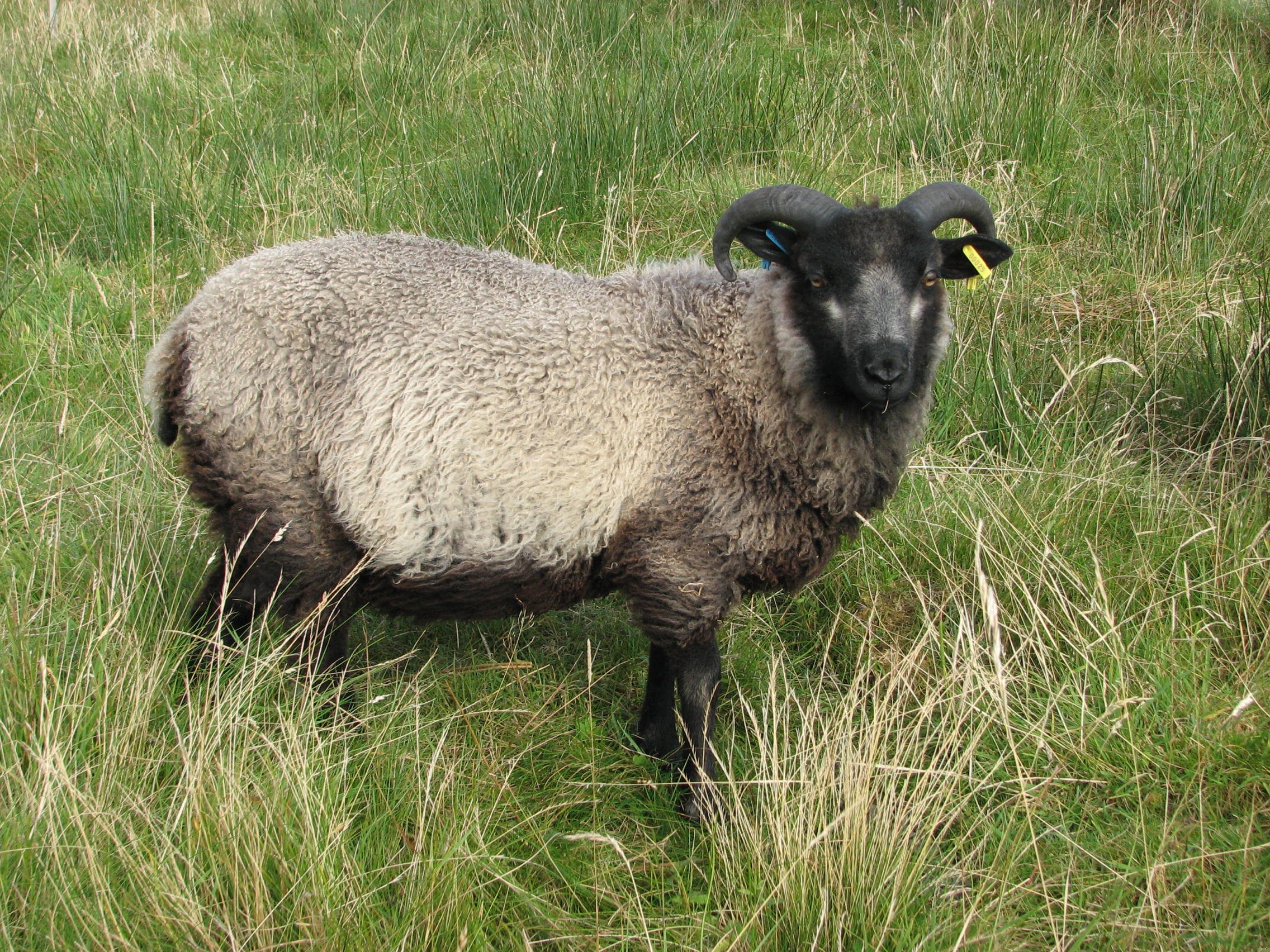 Two ram lambs for sale in the Highlands | Shetland Sheep Society
