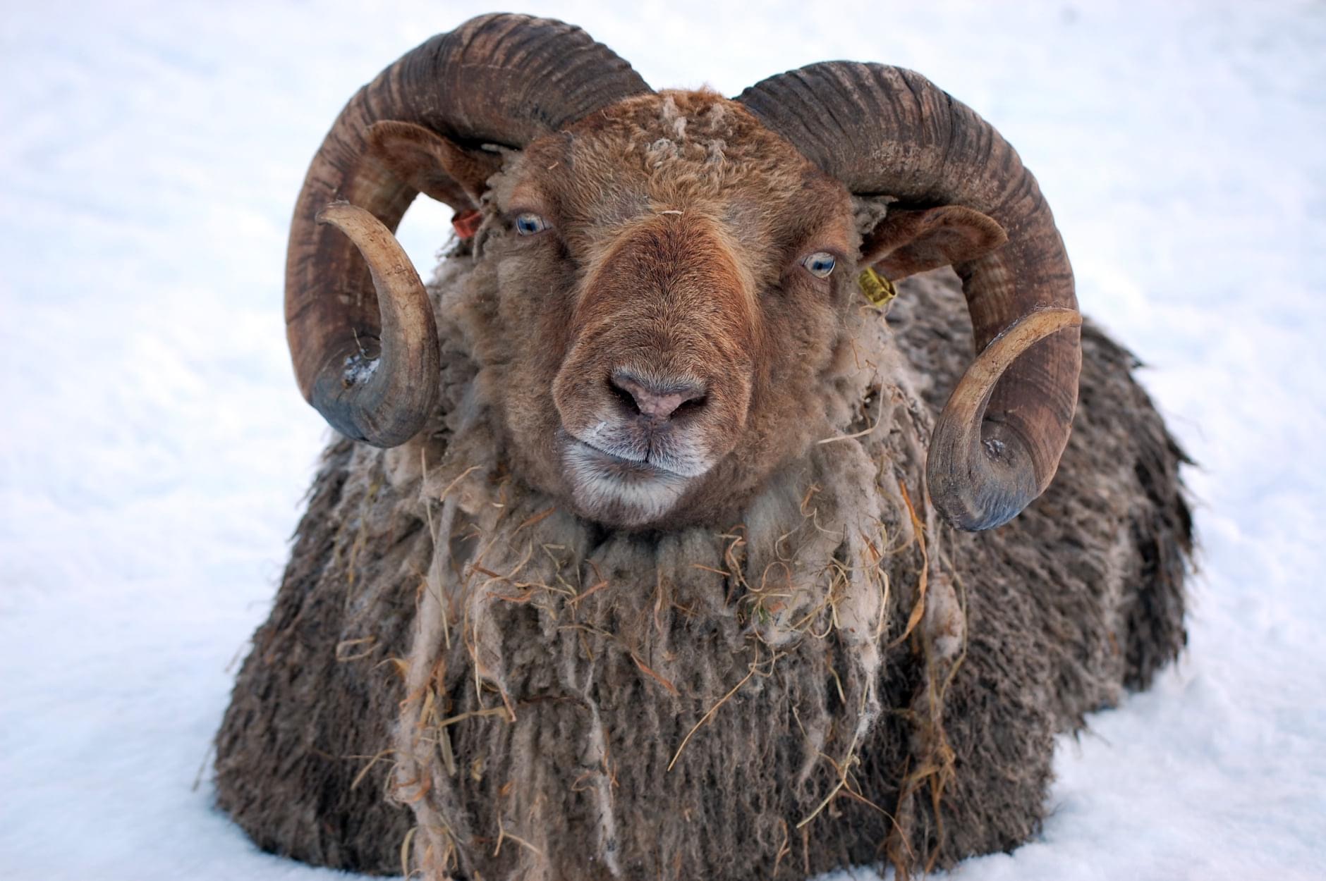 Variety is the spice of life! | Shetland Sheep Society