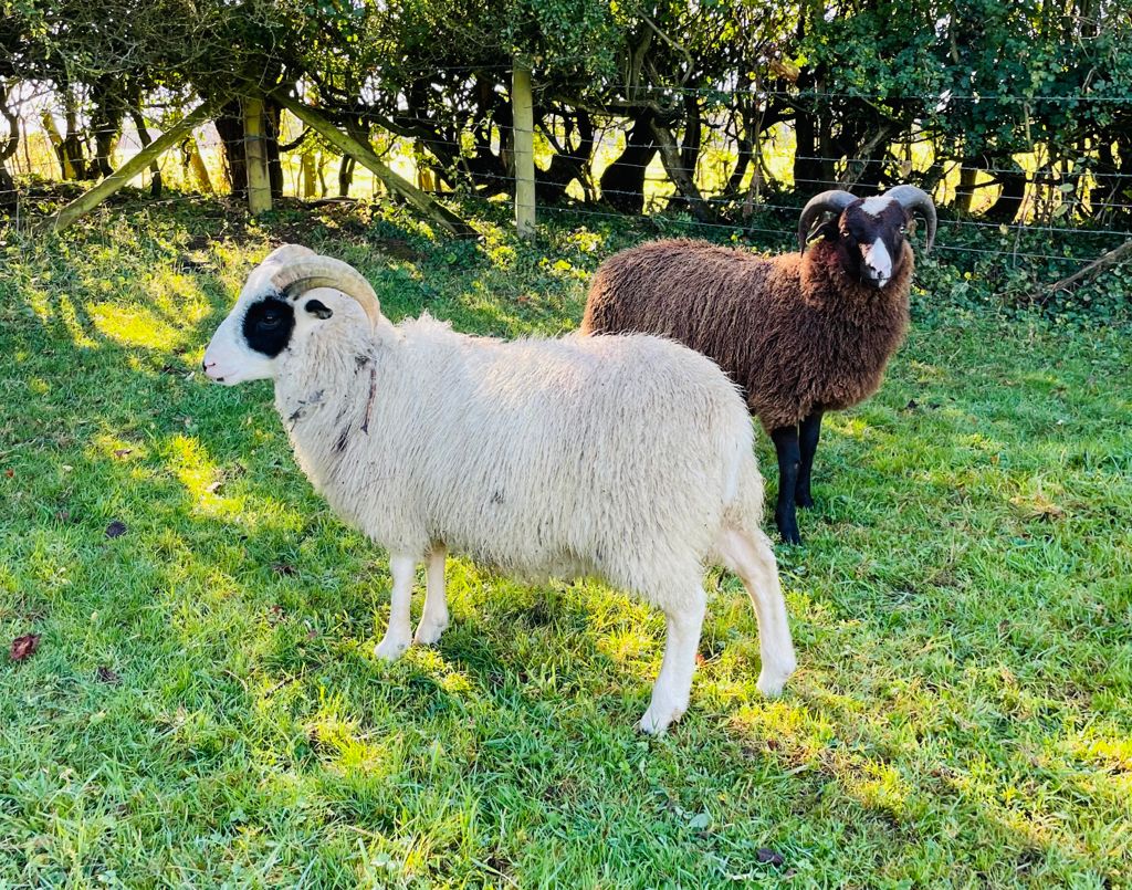 Pedigree registered ram lambs for sale | Shetland Sheep Society