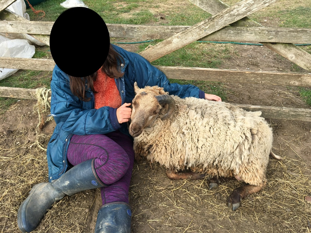 2019 Shearling gimmer & Ram | Shetland Sheep Society