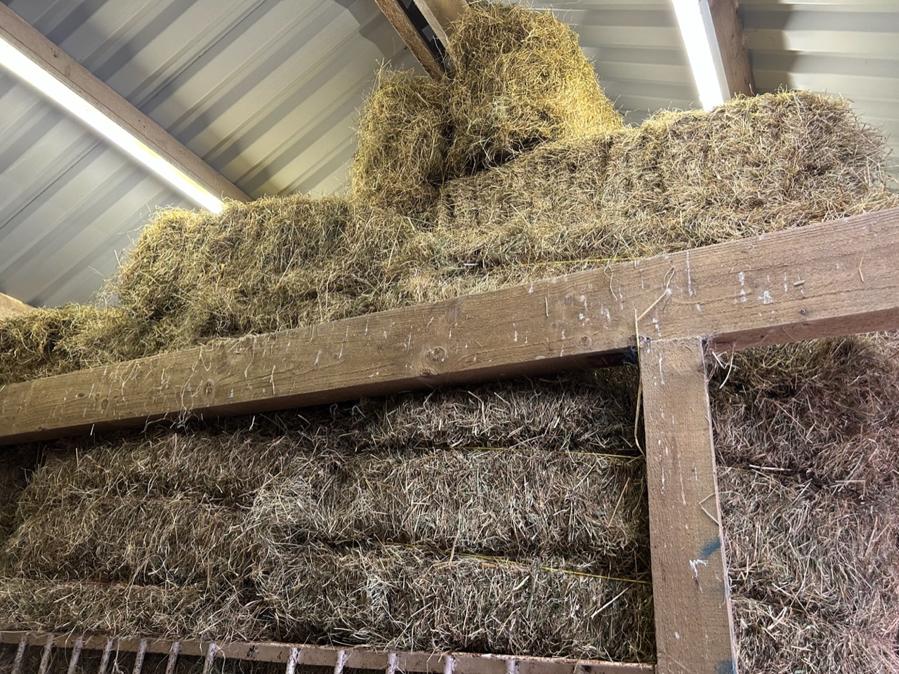Small Bales of Top Quality Hay 2023 | Shetland Sheep Society
