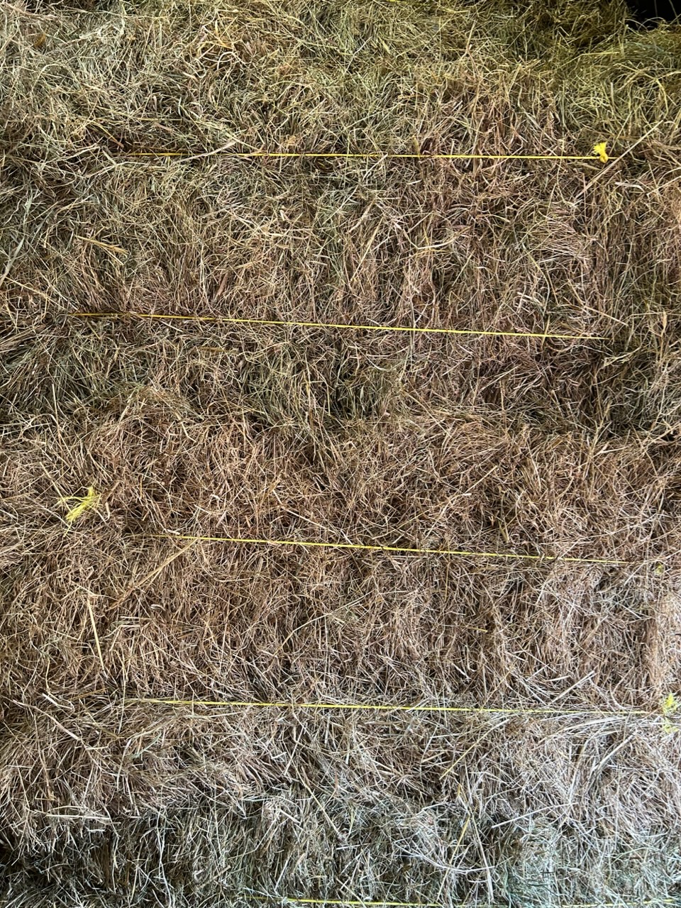 Small Bales of Top Quality Hay 2023 | Shetland Sheep Society