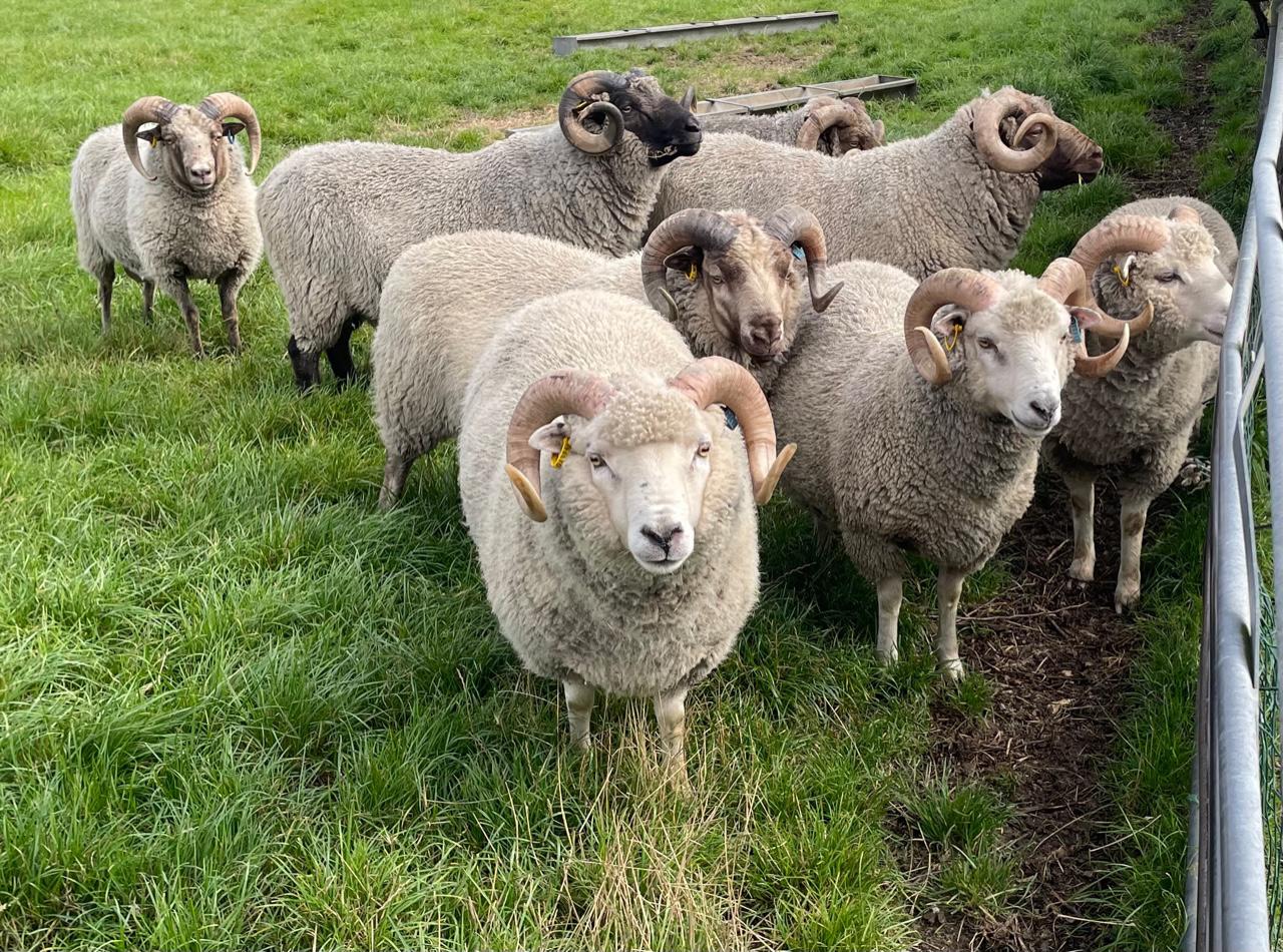 For Sale several rams | Shetland Sheep Society