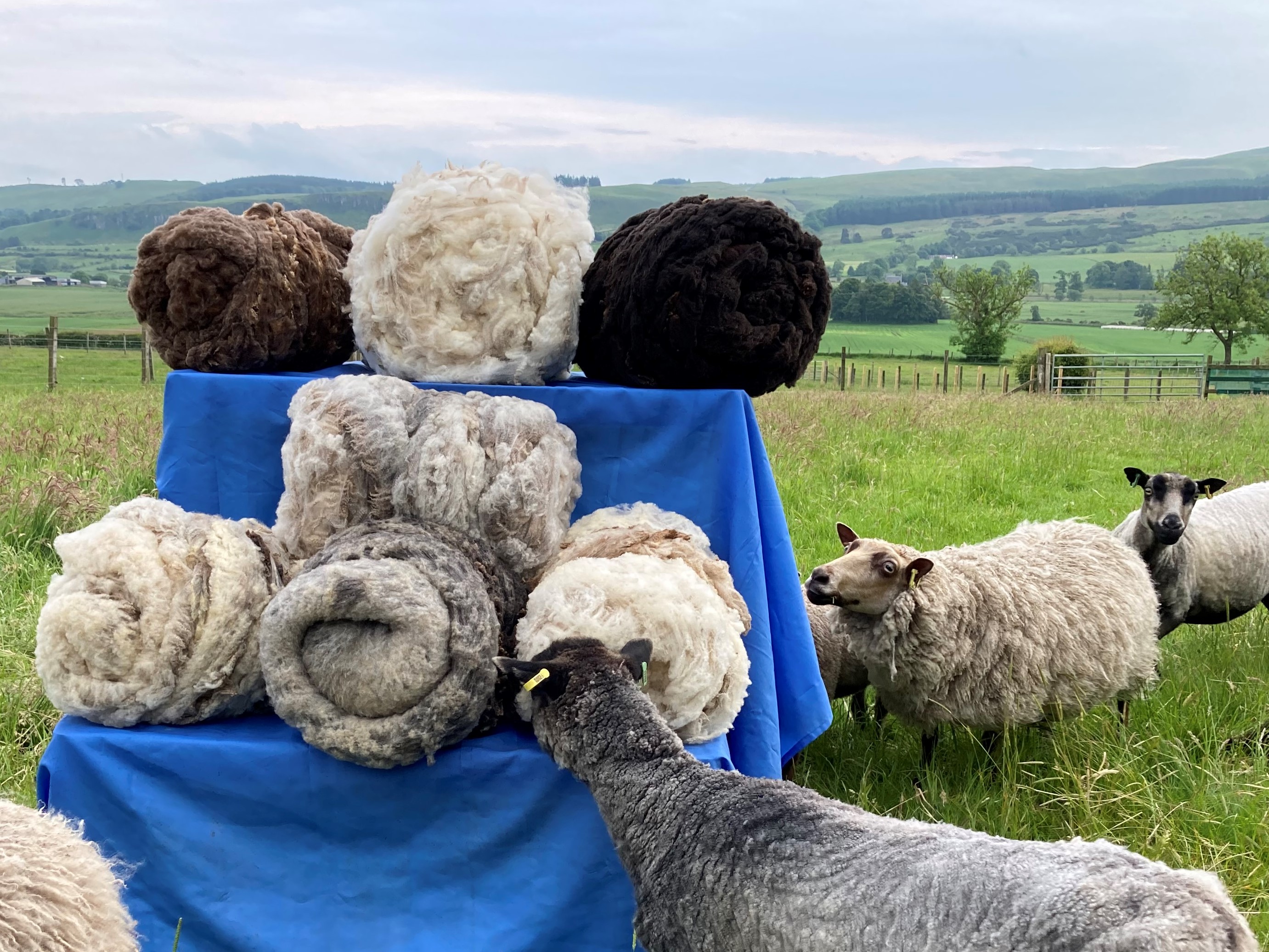 Fleeces for sale from | Shetland Sheep Society