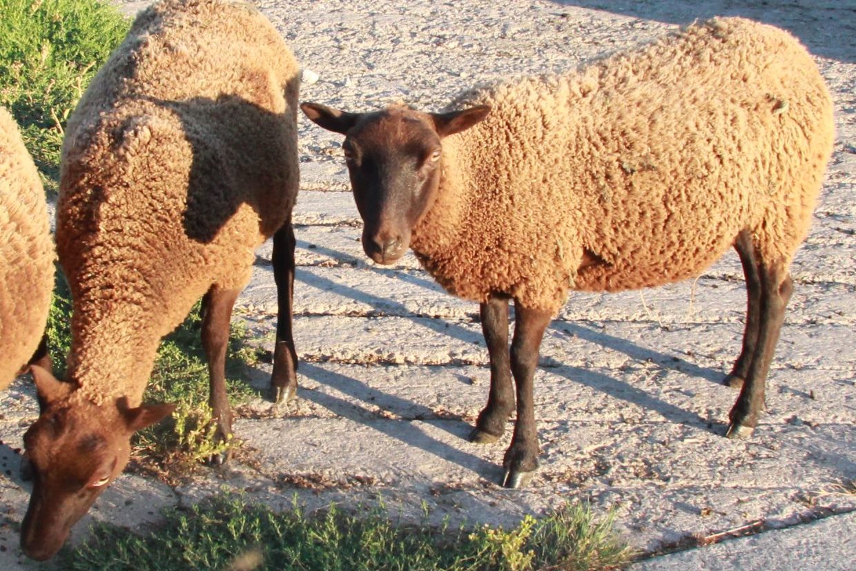 Hillend Black and Moorit yearling ewes | Shetland Sheep Society