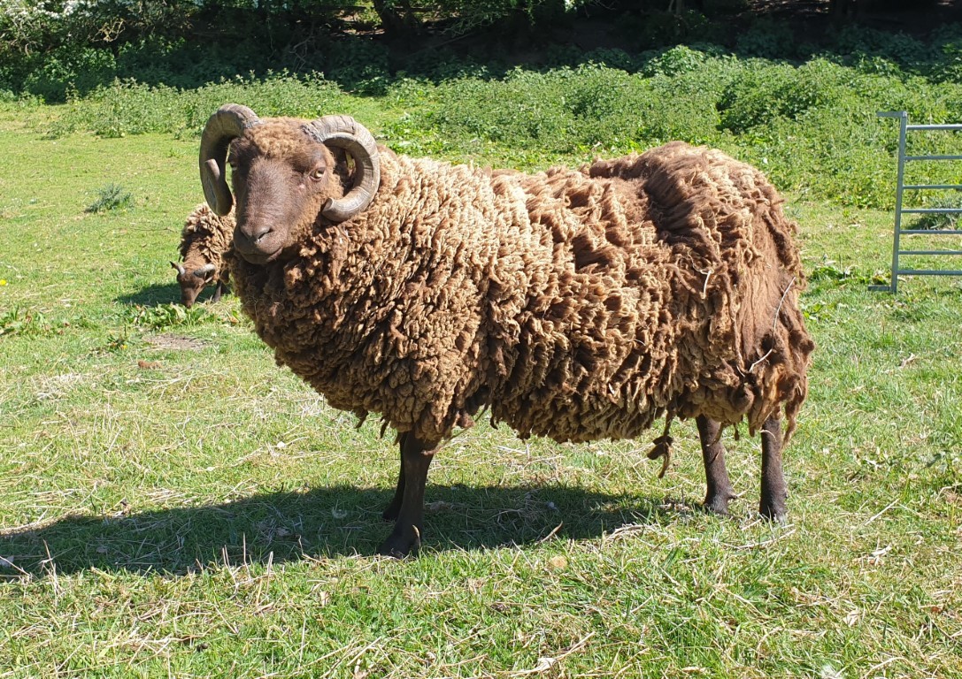 Approved Ram for Sale - Lintz Green Nelson | Shetland Sheep Society