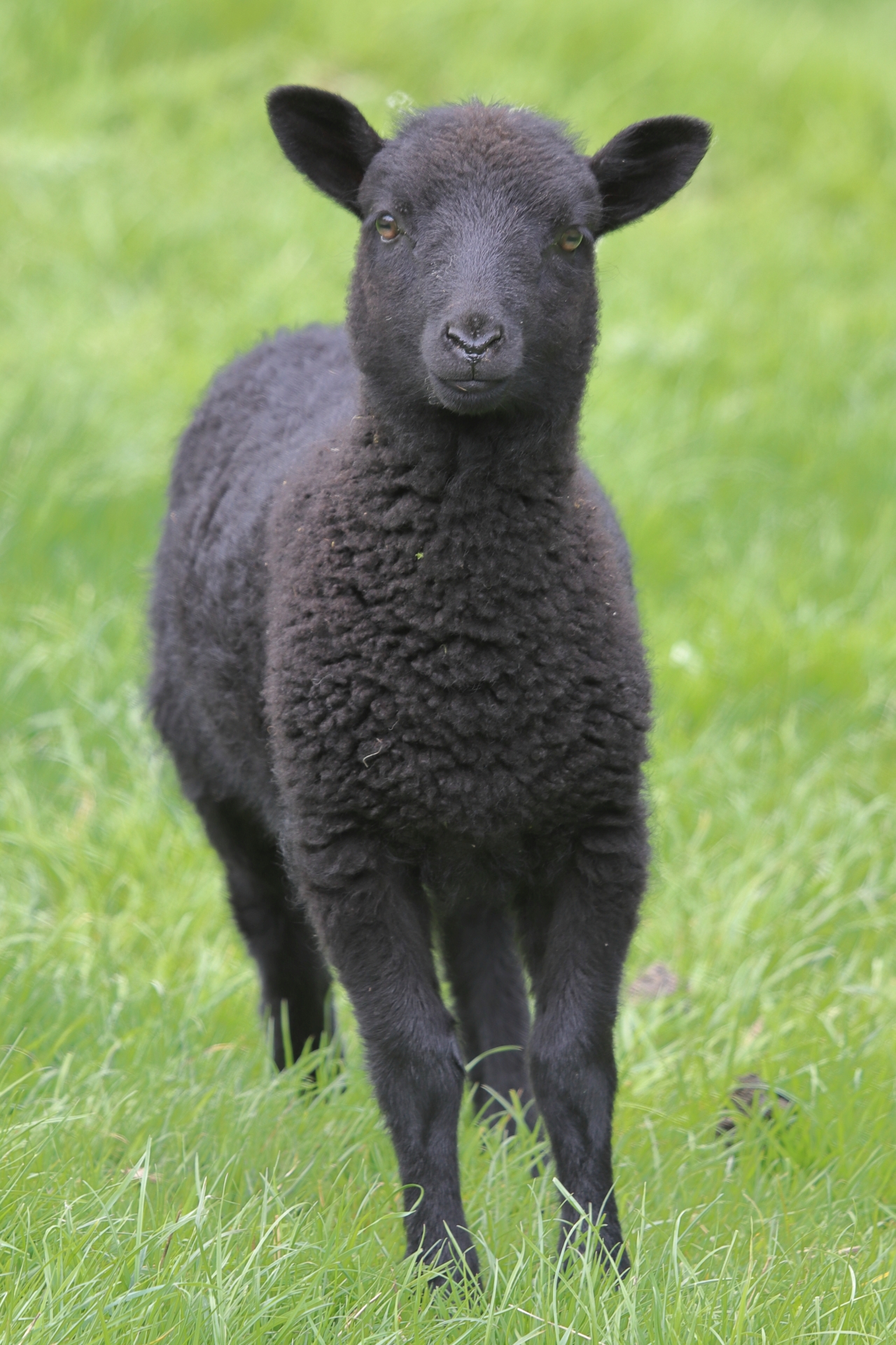 Shetland Shearlings and Lambs for Sale | Shetland Sheep Society