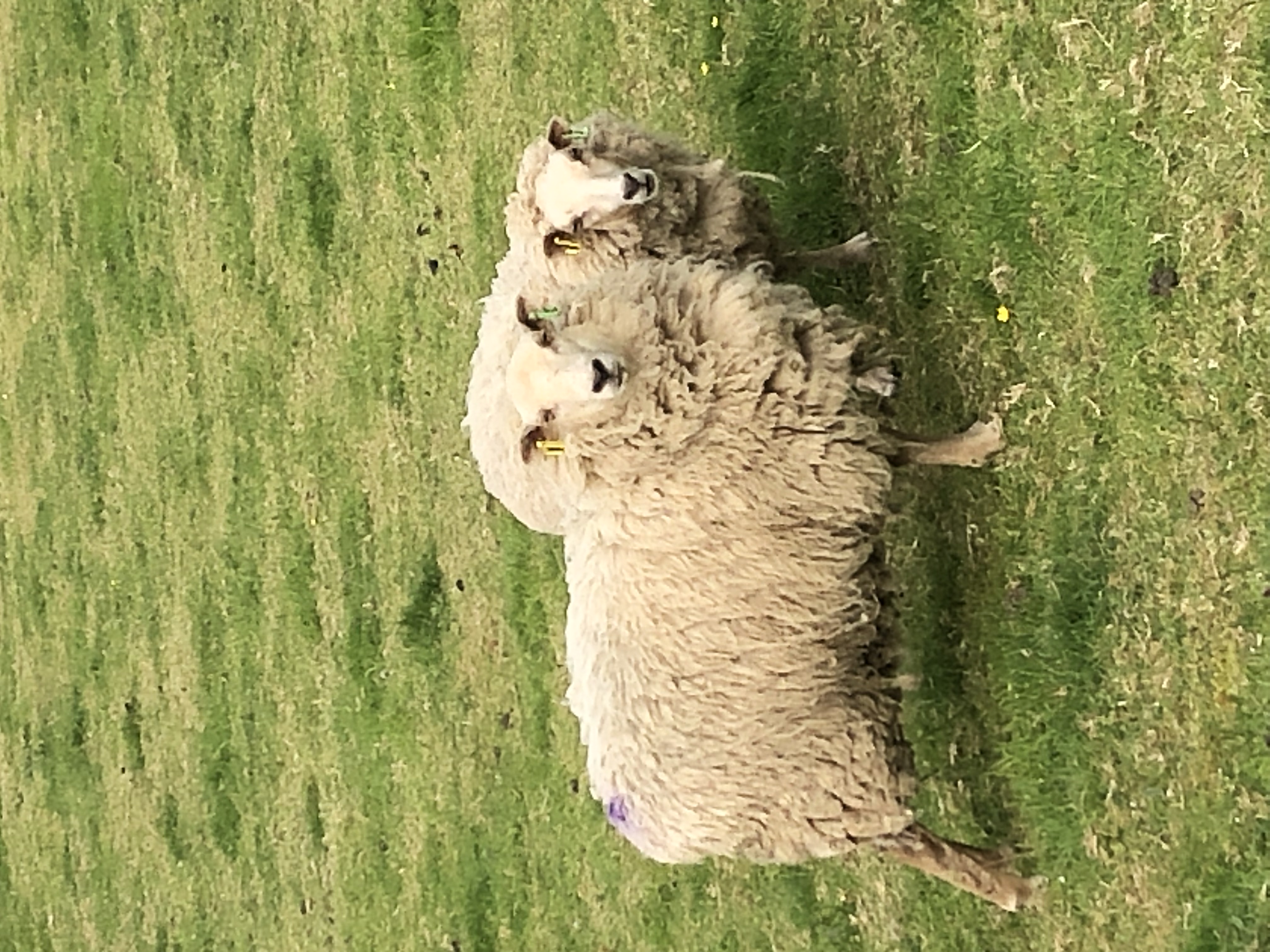 Moorit and White ewes, lambs, ram and Shearlings | Shetland Sheep Society