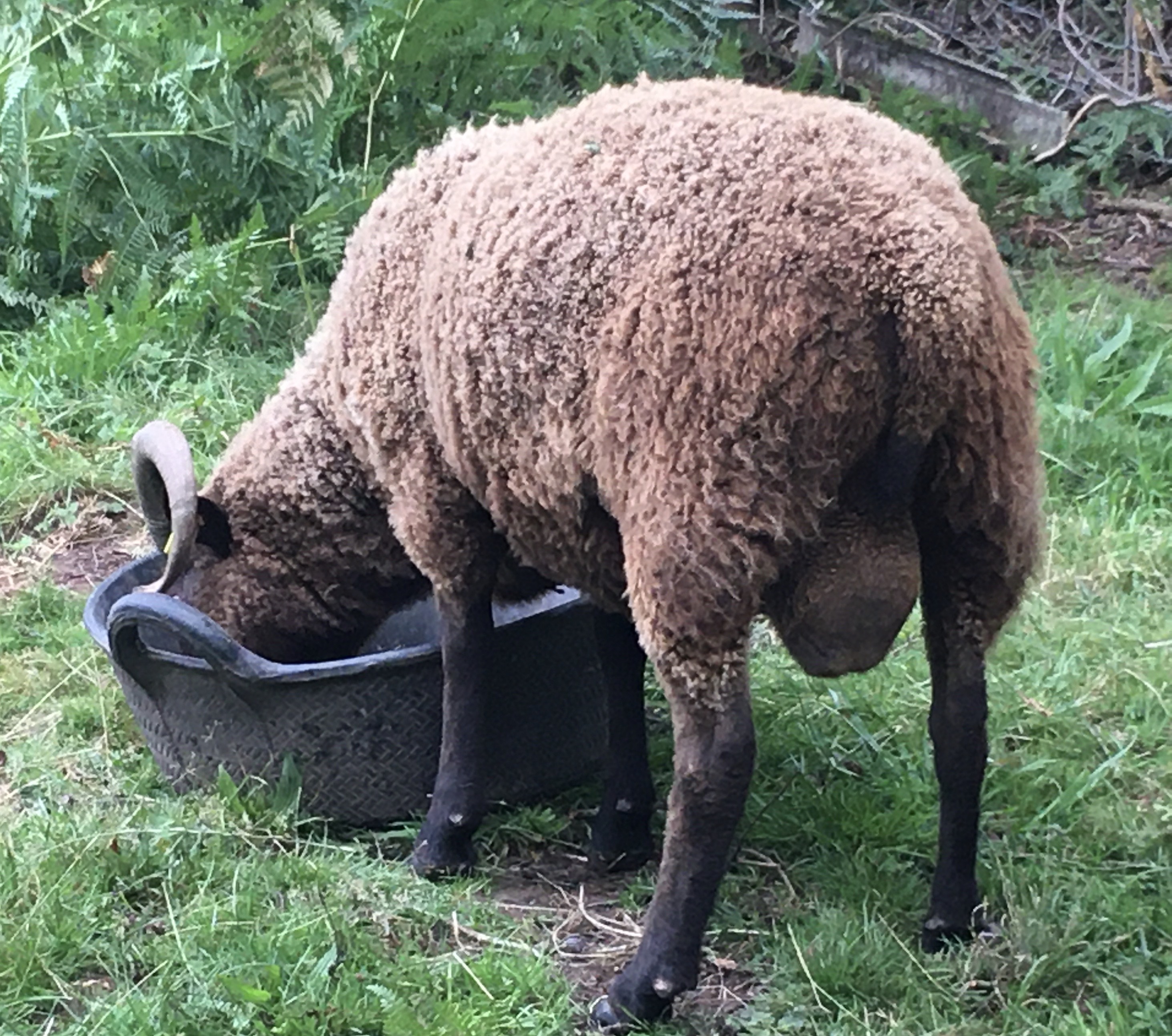PROVEN MOORIT RAM | Shetland Sheep Society
