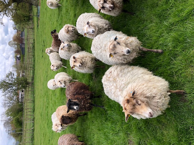 Sheep for Sale & Wanted | Marketplace | Shetland Sheep Society